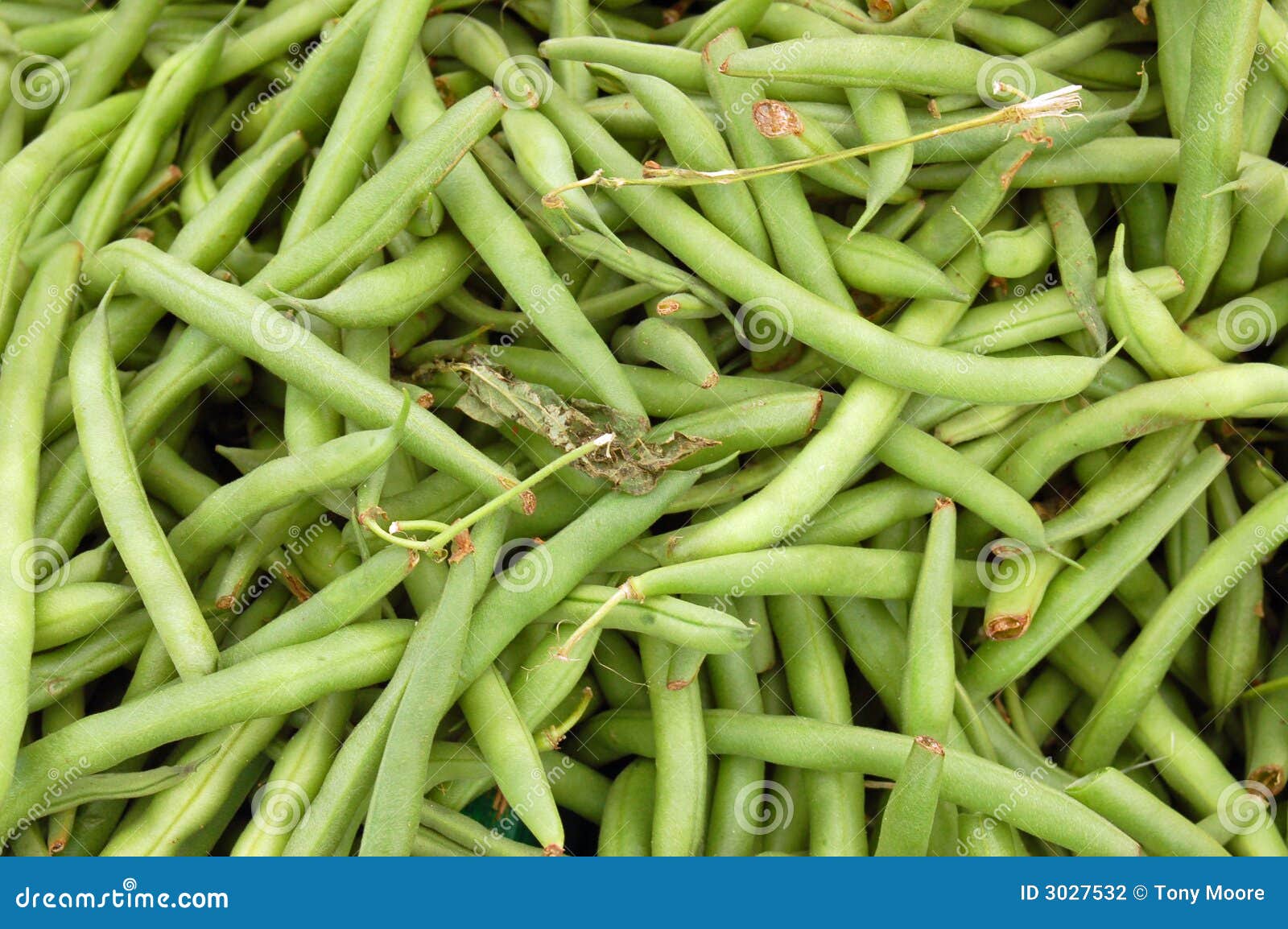 Just picked grean beans stock photo. Image of crop, uncooked - 3027532