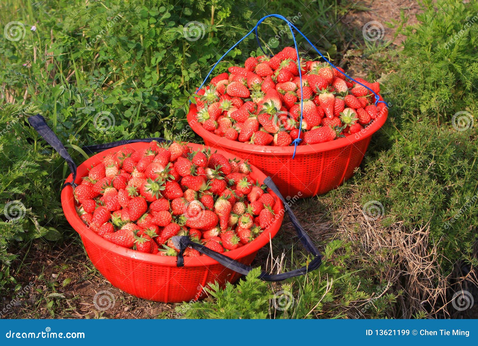 Just picked strawberries stock image. Image of strawberry - 13621199