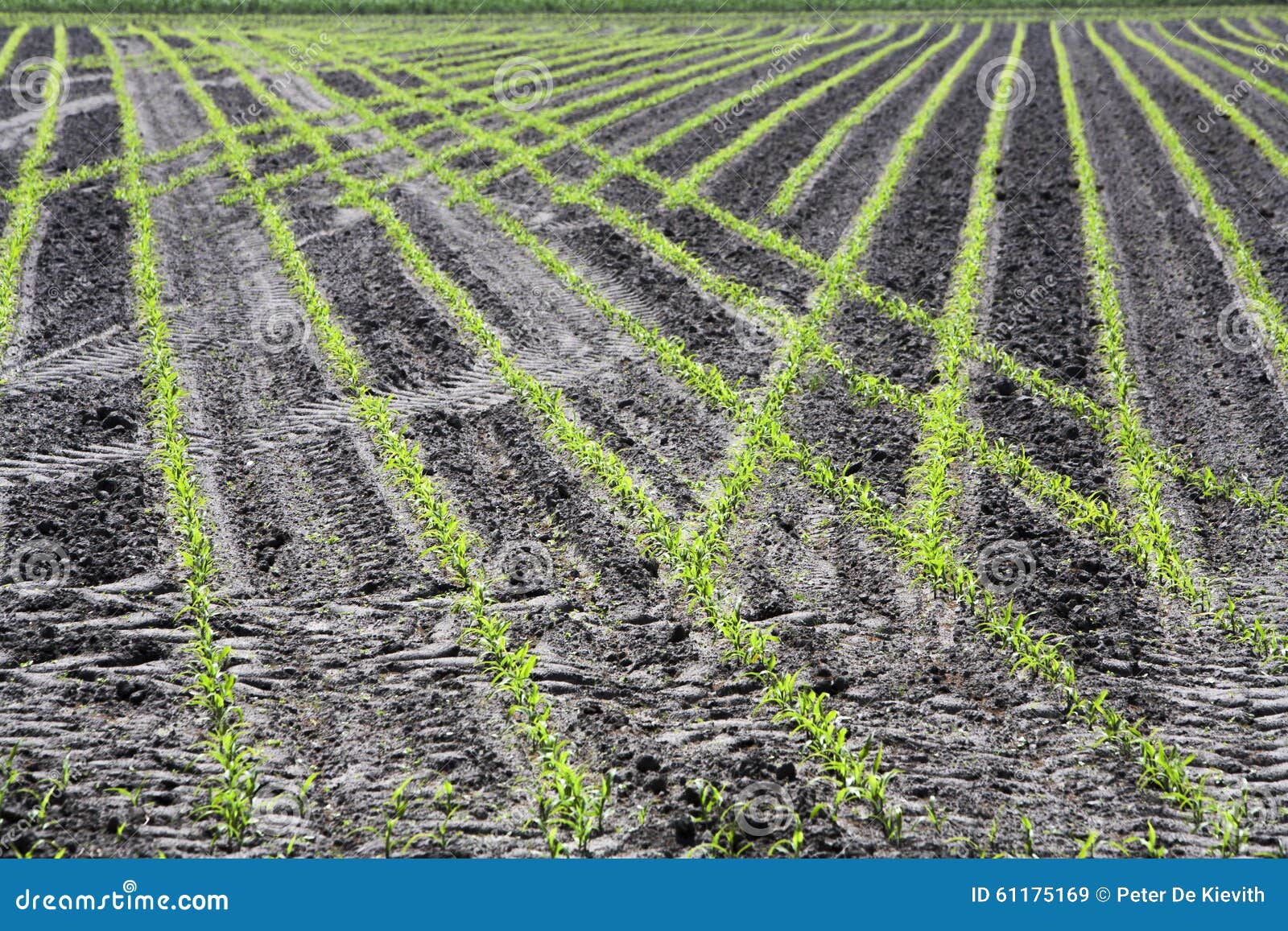 Just planted corn field stock image. Image of copy, tracks - 61175169