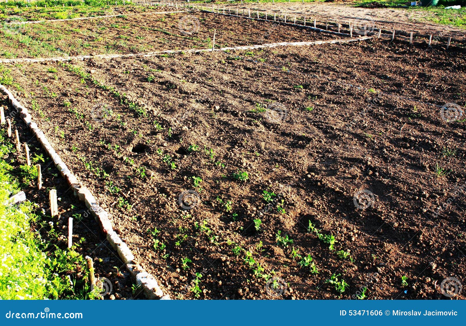 Just planted field stock photo. Image of industry, monoculture - 53471606