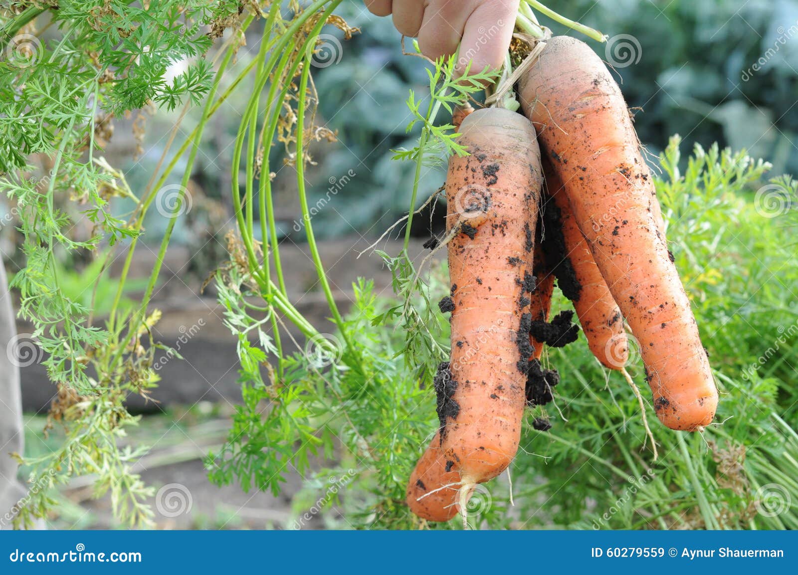 Just Pulled Out Carrot from the Ground Stock Image - Image of terra ...