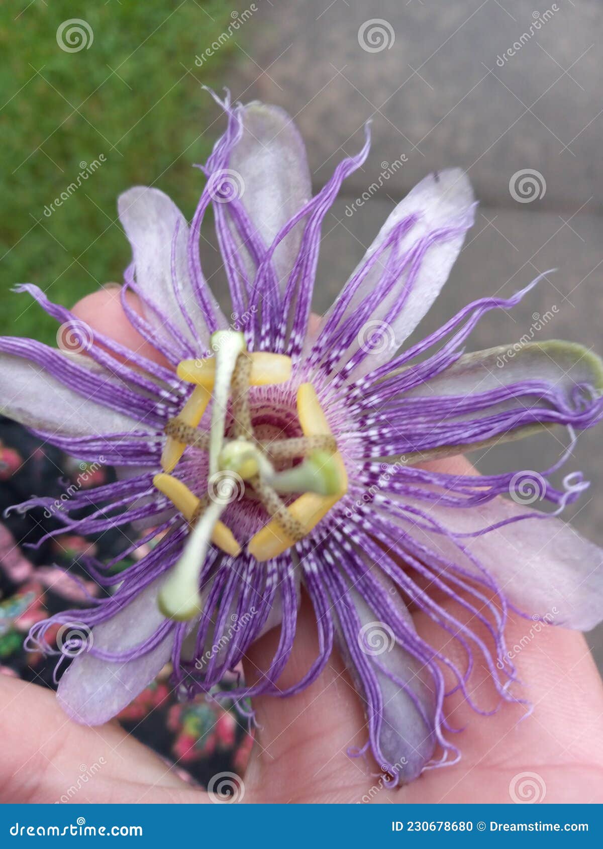 Just a random flower stock photo. Image of random, plant - 230678680