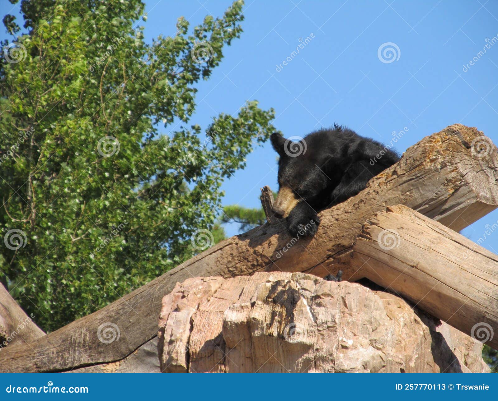 Just relaxing stock image. Image of bear, relaxing - 257770113