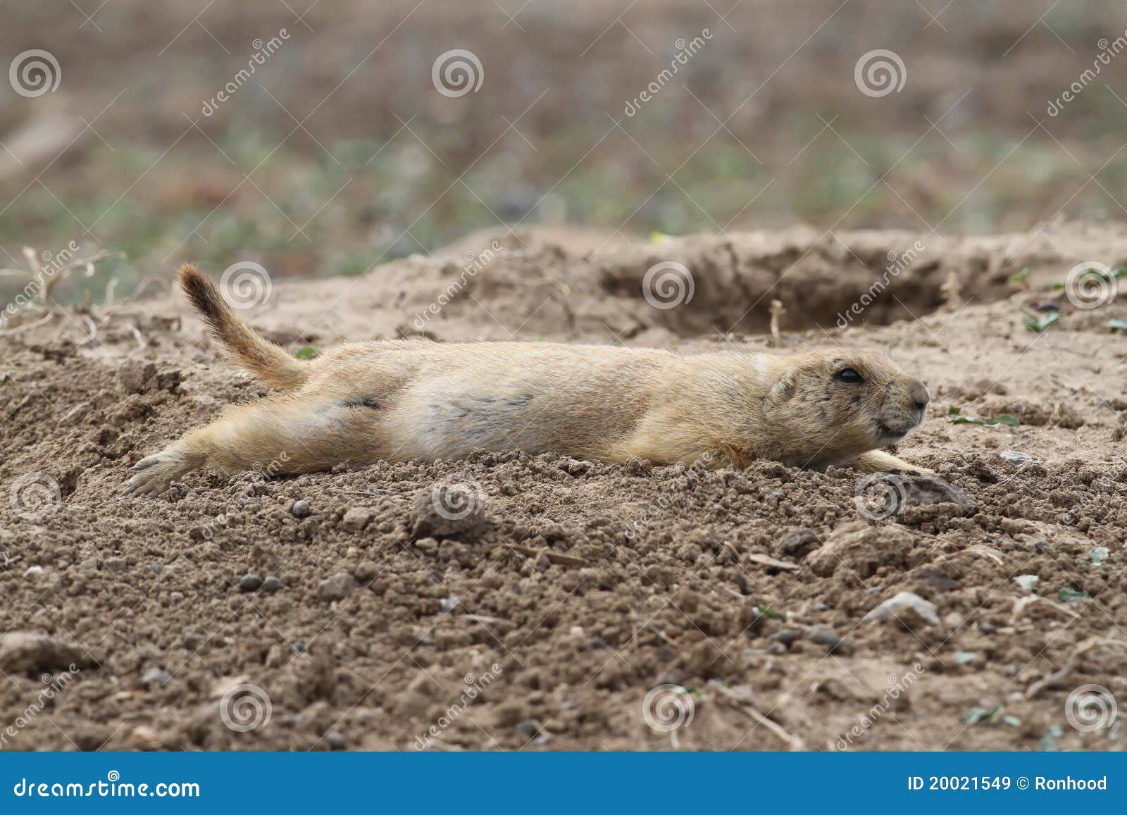 Just Resting stock image. Image of mounds, prairie, cute - 20021549