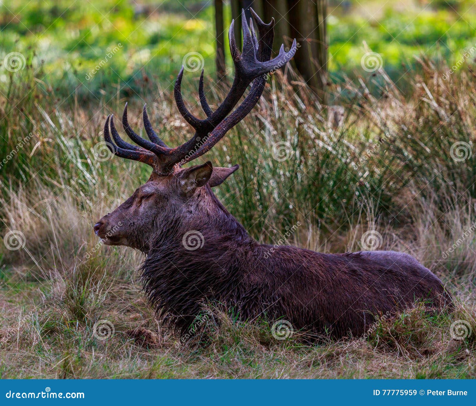 Just resting stock image. Image of mammal, fall, portrait - 77775959