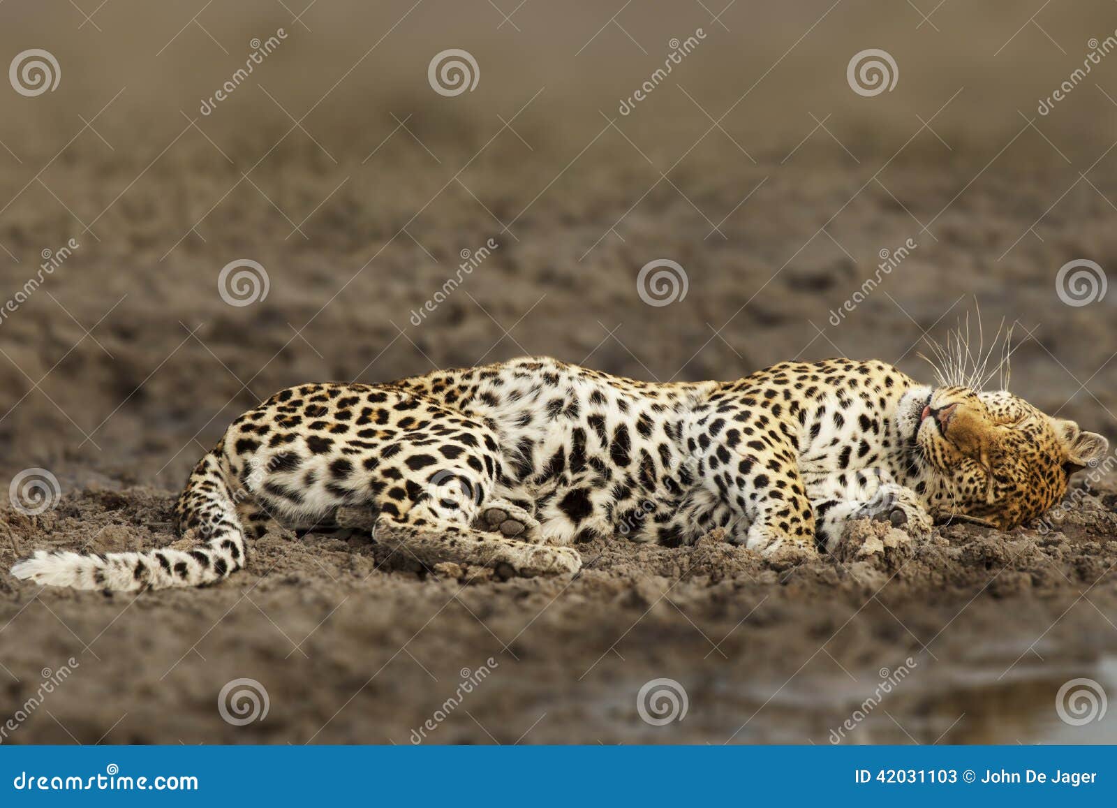 Leopard Rolling in Some Dung Stock Image - Image of leopard, outside ...