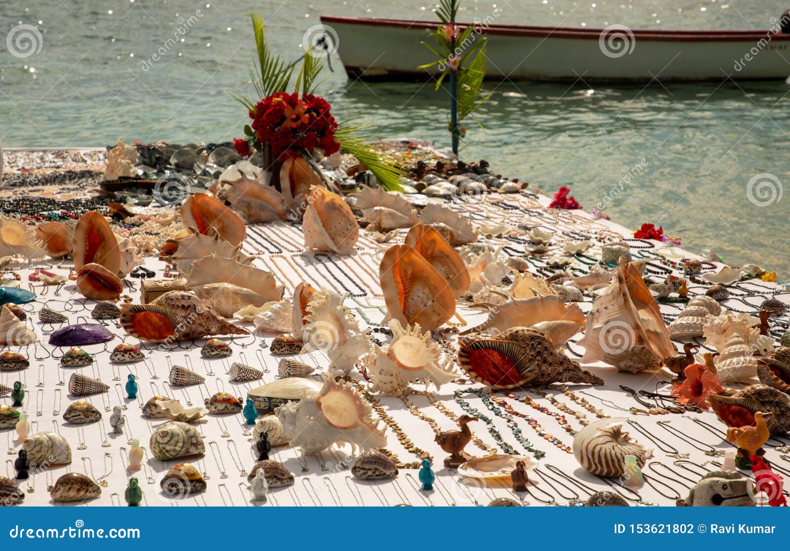 Just sea shells stock photo. Image of display, shack - 153621802