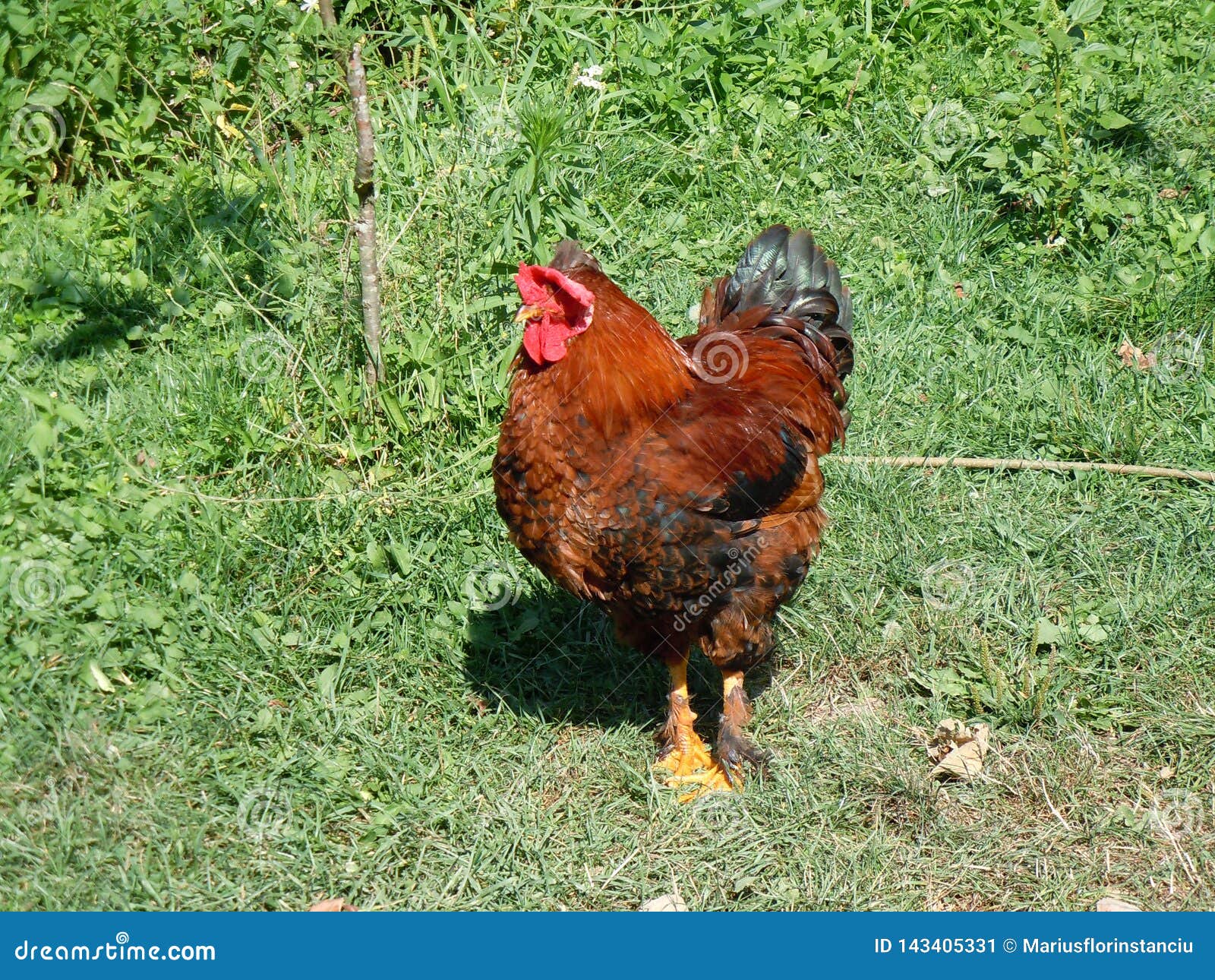Just a Simple Chicken Sitting in the Green Grass Stock Image - Image of ...