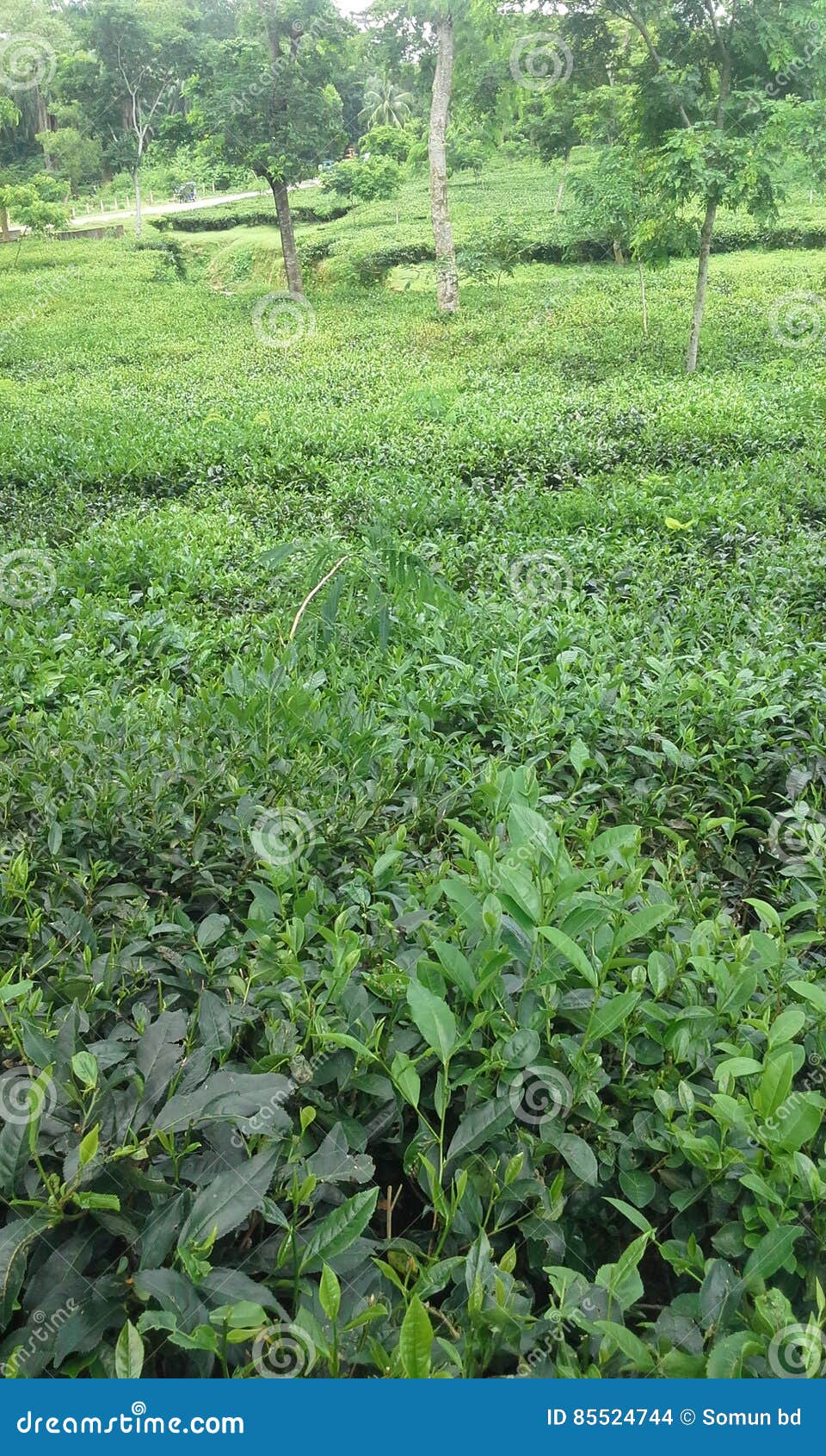 Just simple tree stock photo. Image of simple, tree, green - 85524744