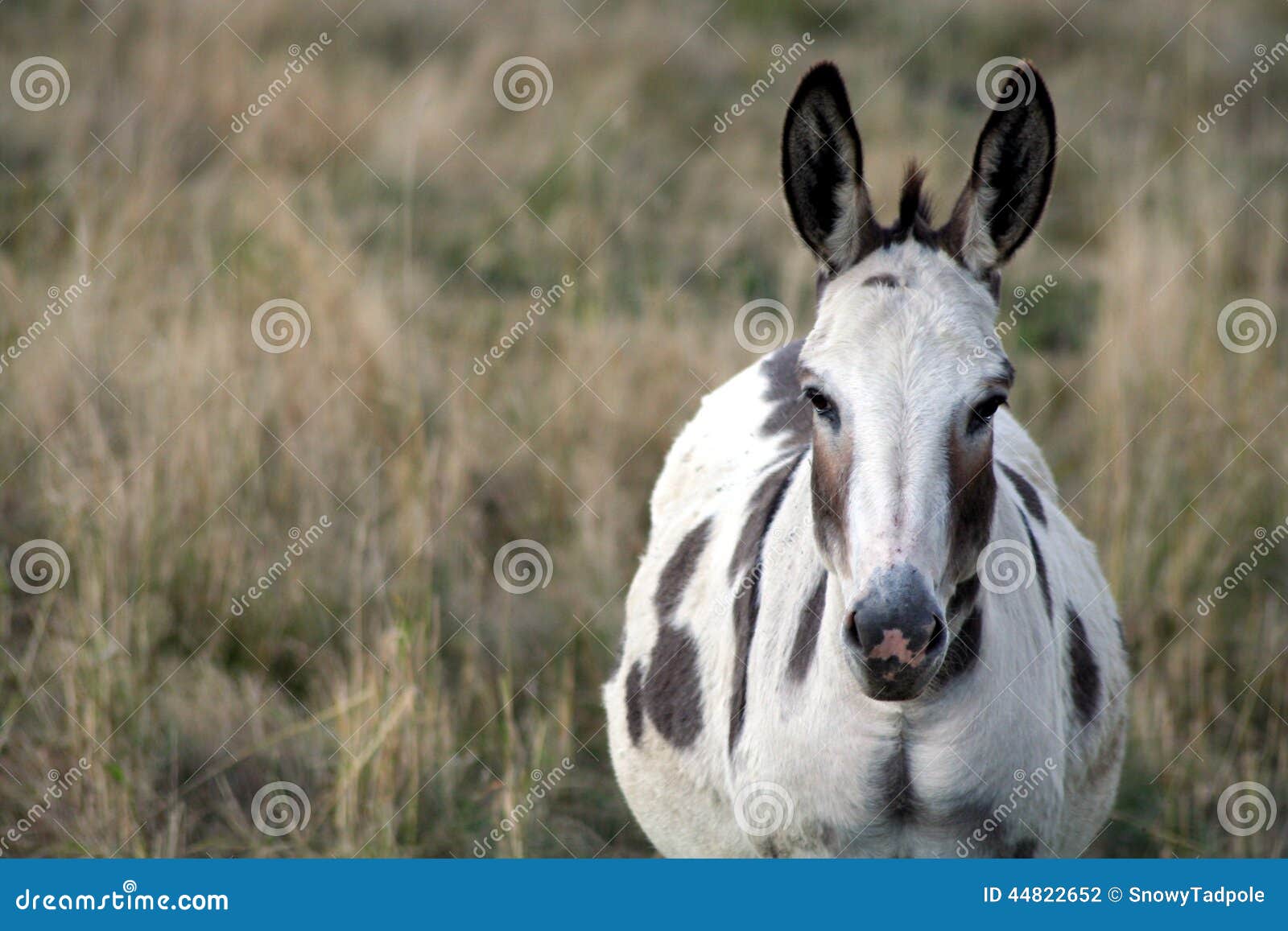 Just Standing stock photo. Image of canadian, canada - 44822652
