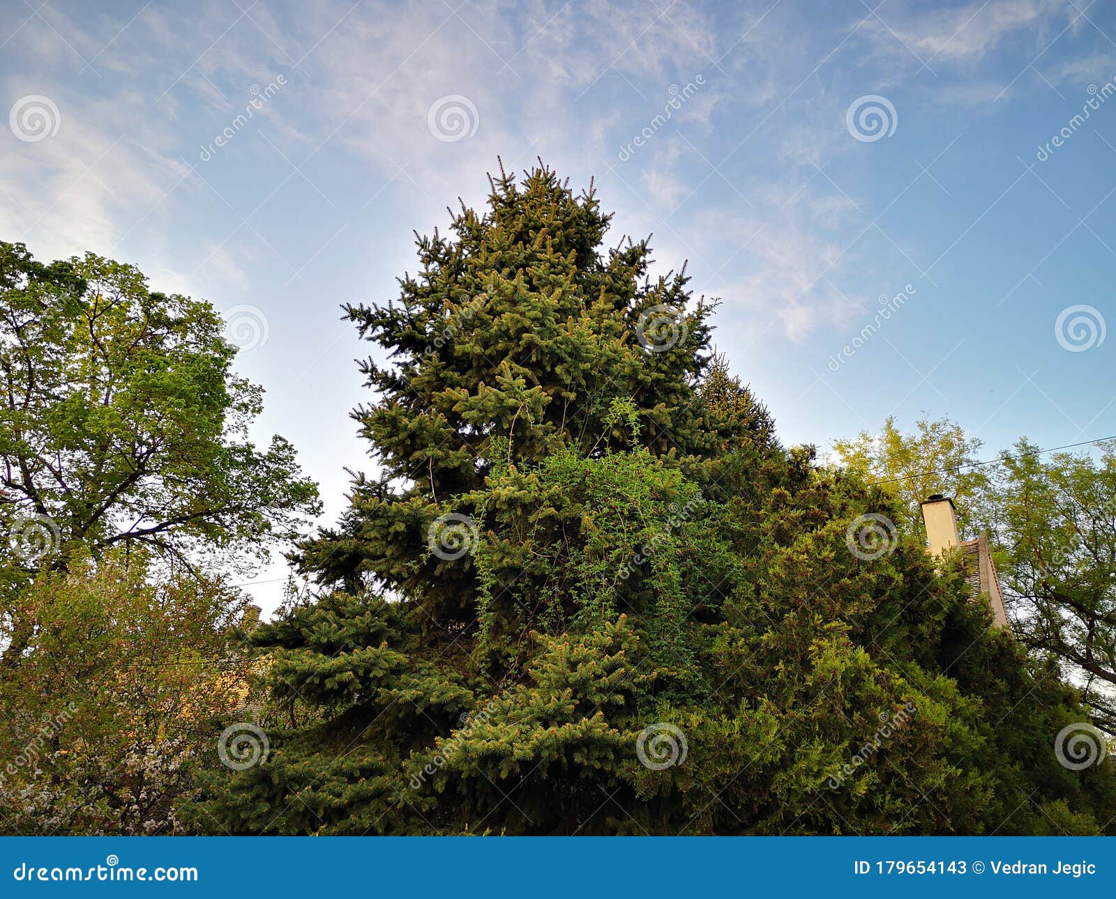 Just a tree stock image. Image of green, tree, garden - 179654143