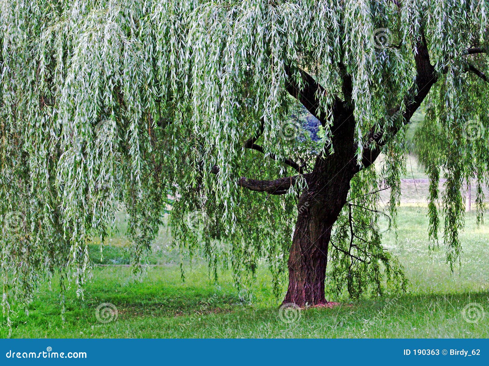 Just a tree stock image. Image of green, leaves, powerful - 190363