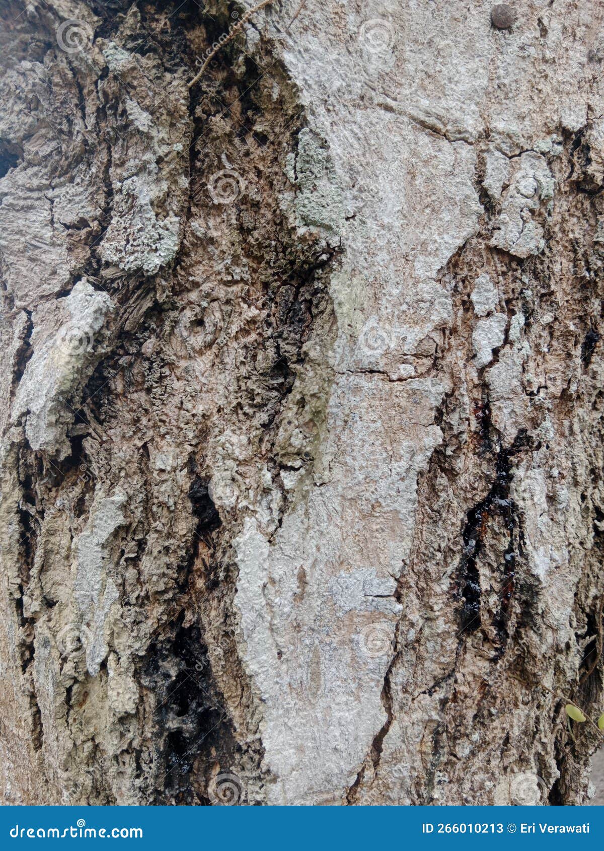 This is Just a Tree Trunk that I Saw on the Way Stock Image - Image of ...
