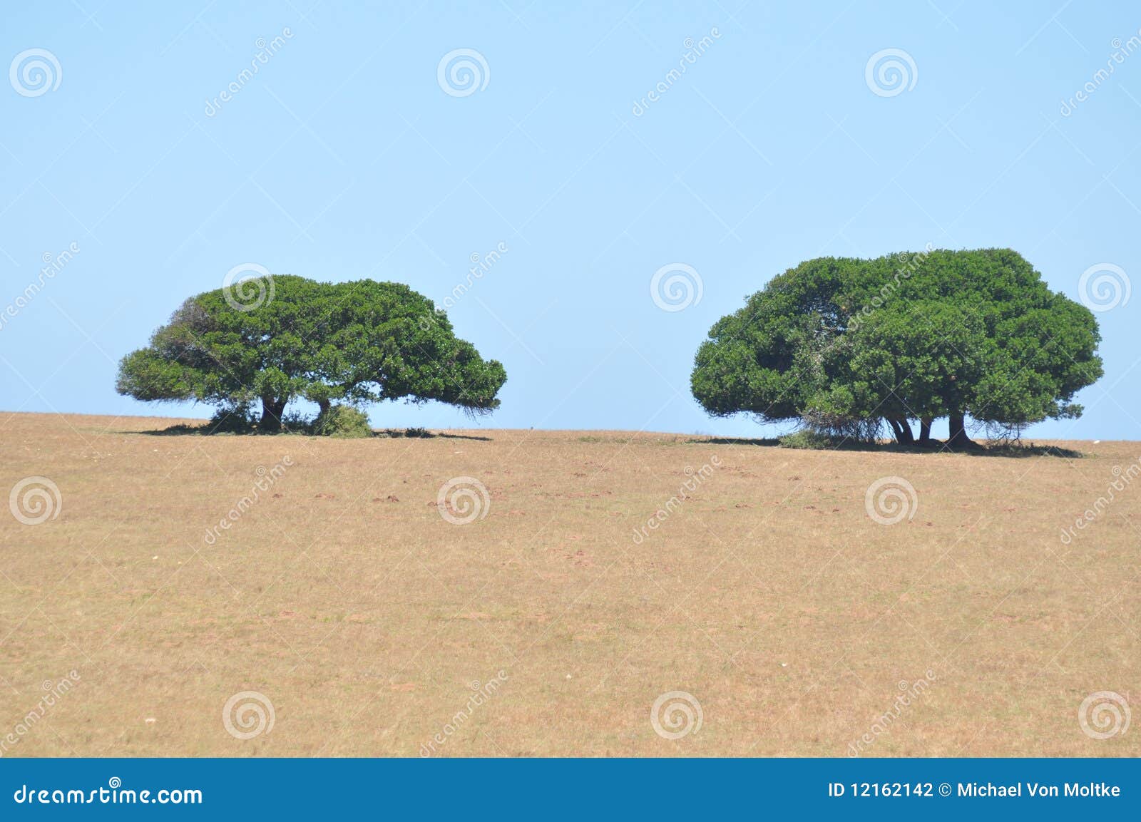 Just trees stock photo. Image of brown, shade, white - 12162142