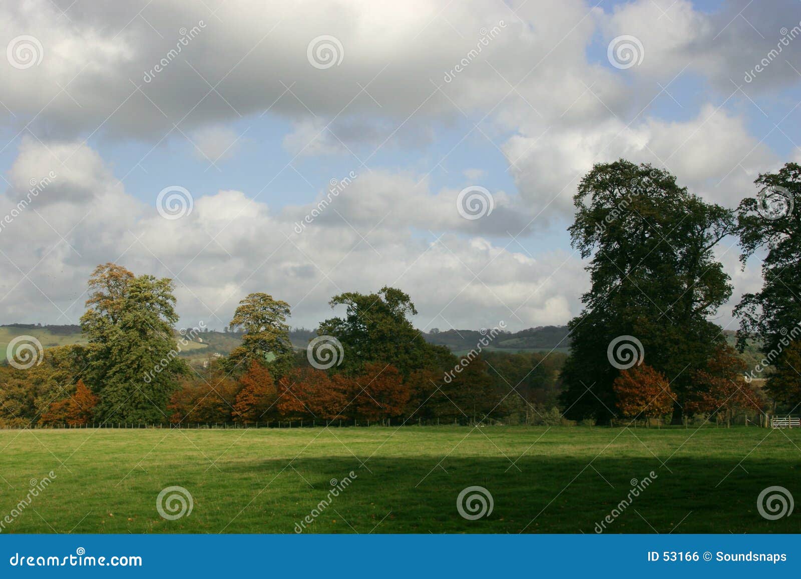 Just Trees, sky and grass stock photo. Image of trre, shadows - 53166