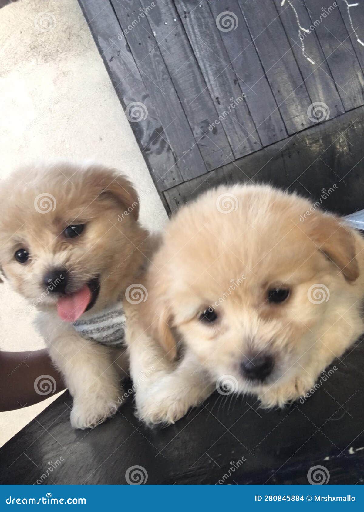 Just Two Cute Little Doggies Stock Photo - Image of little, doggies ...