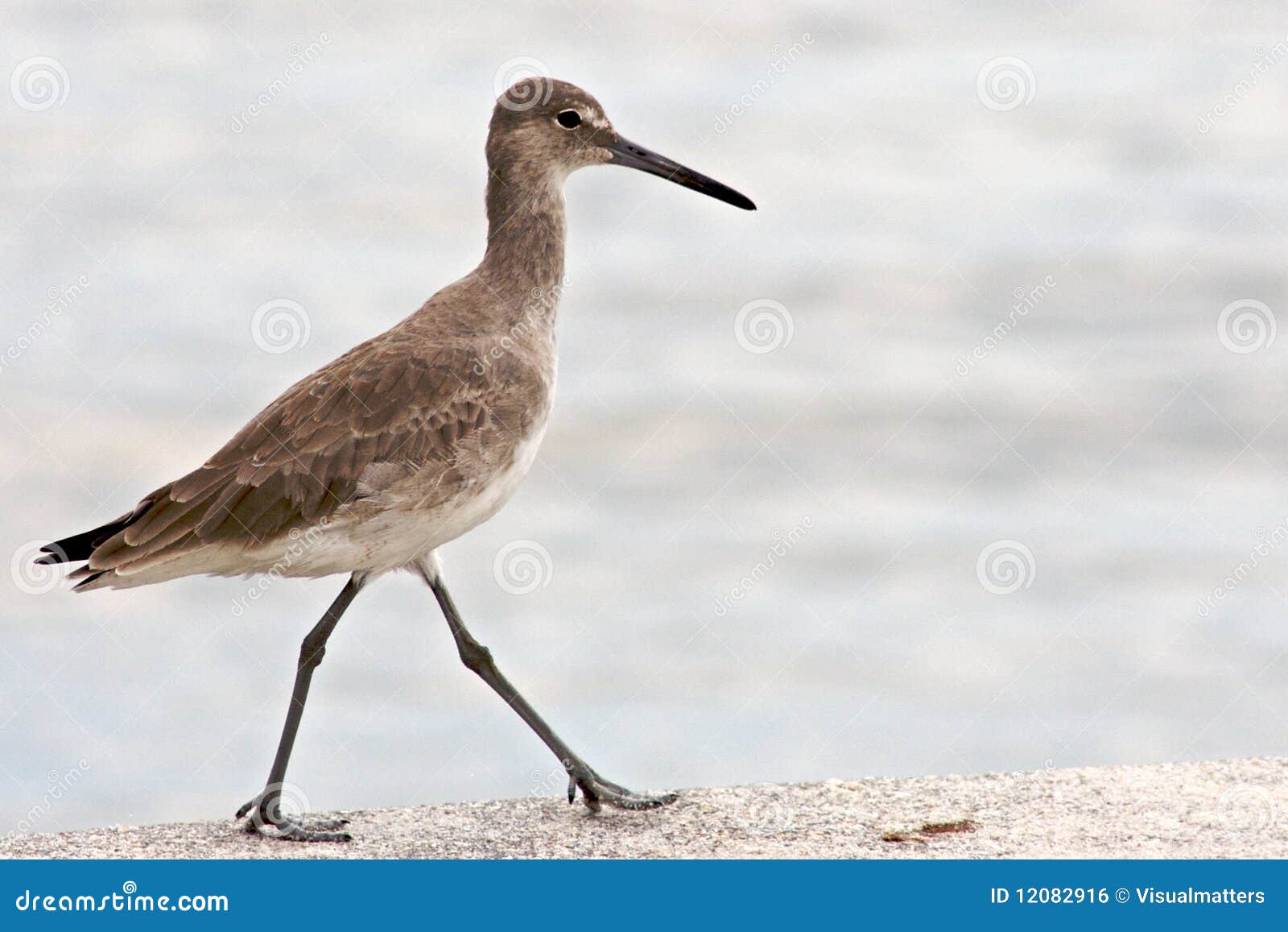 Sand Piper Bird Along Ocean Stock Photos - Free & Royalty-Free Stock ...