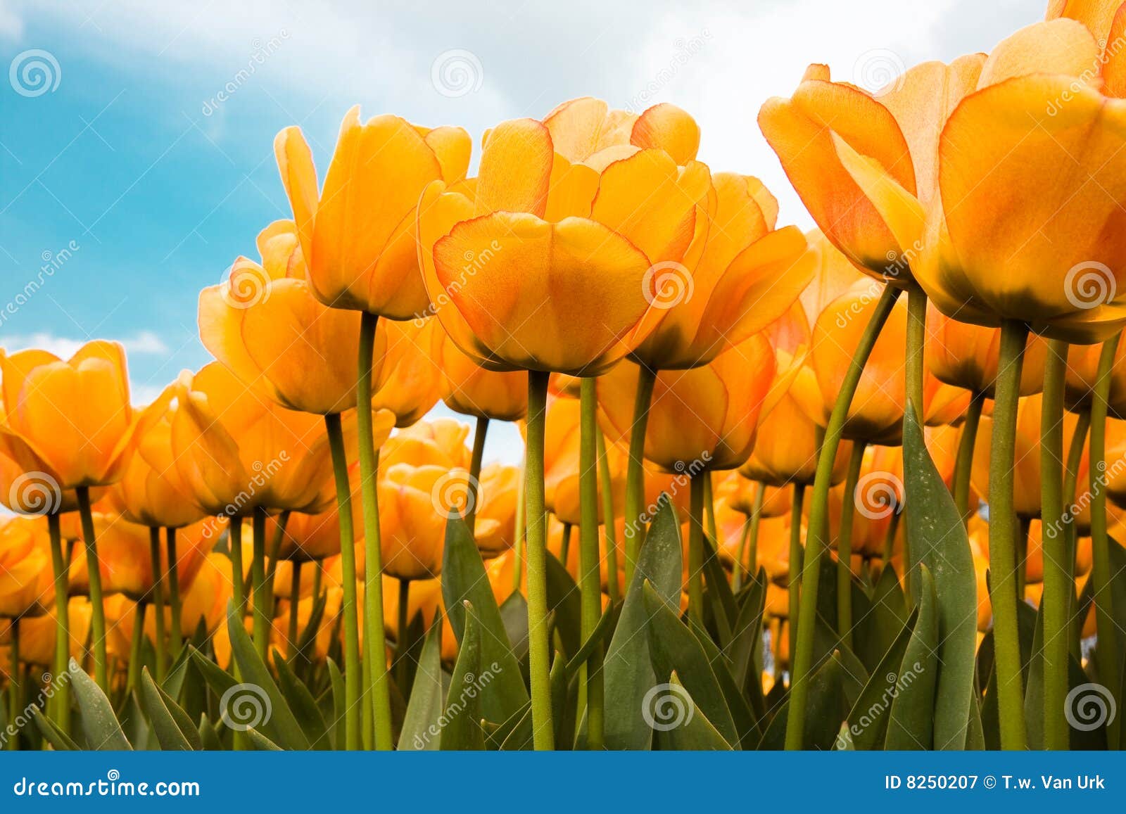 Just Yellow stock image. Image of color, blooming, flora - 8250207