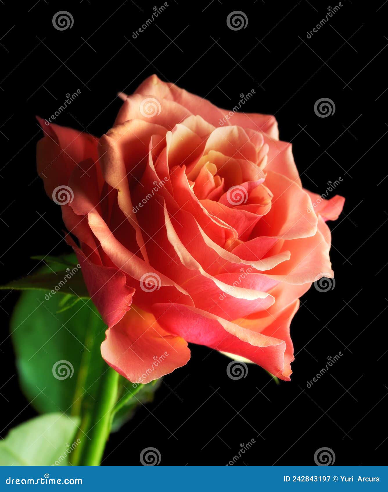 Just for You. Studio Shot of a Roses. Stock Image - Image of real ...