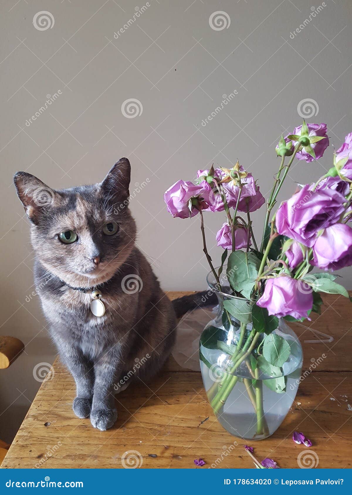 Justice the cat stock photo. Image of justice, flowers - 178634020