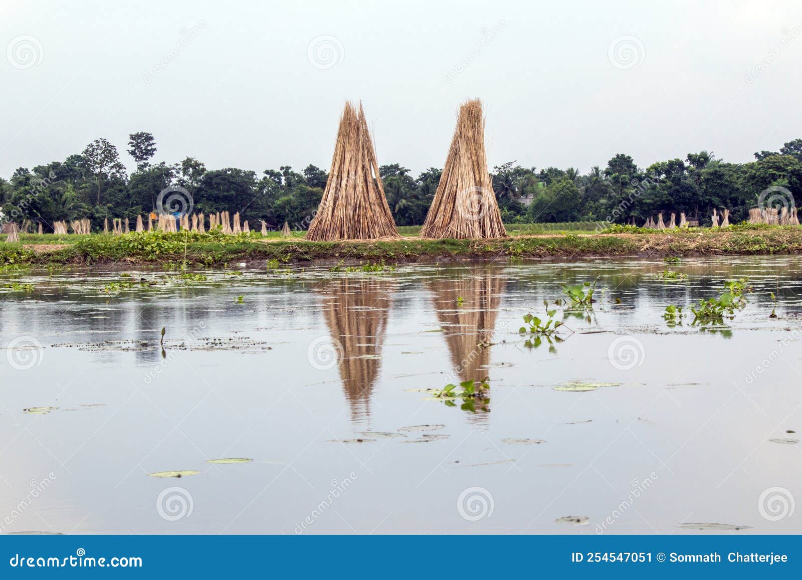 Jute Dry Process at Rural West Bengal India Stock Image - Image of ...