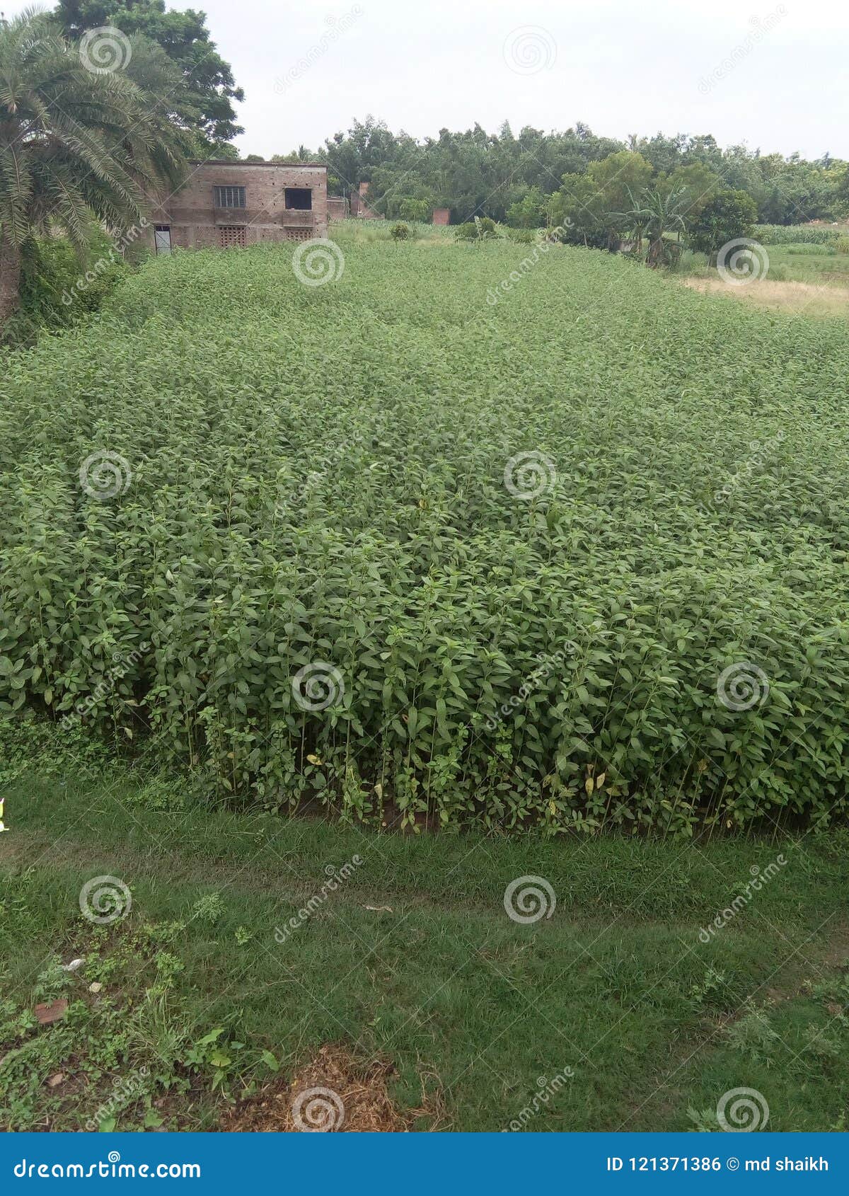 Jute field stock photo. Image of jute, nicely, morning - 121371386
