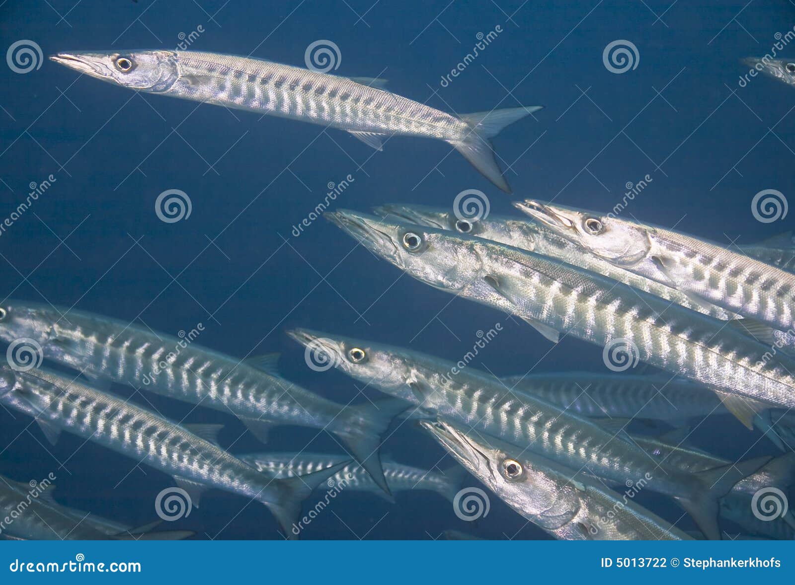 Juv Del Gran Barracuda. (Barracuda Del Sphyraena) Foto de archivo ...