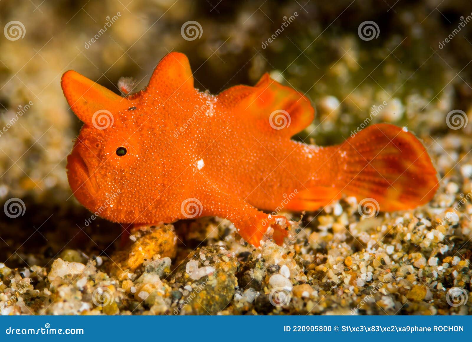 Juvenil pintado foto de stock. Imagem de manchado, wildlife - 220905800