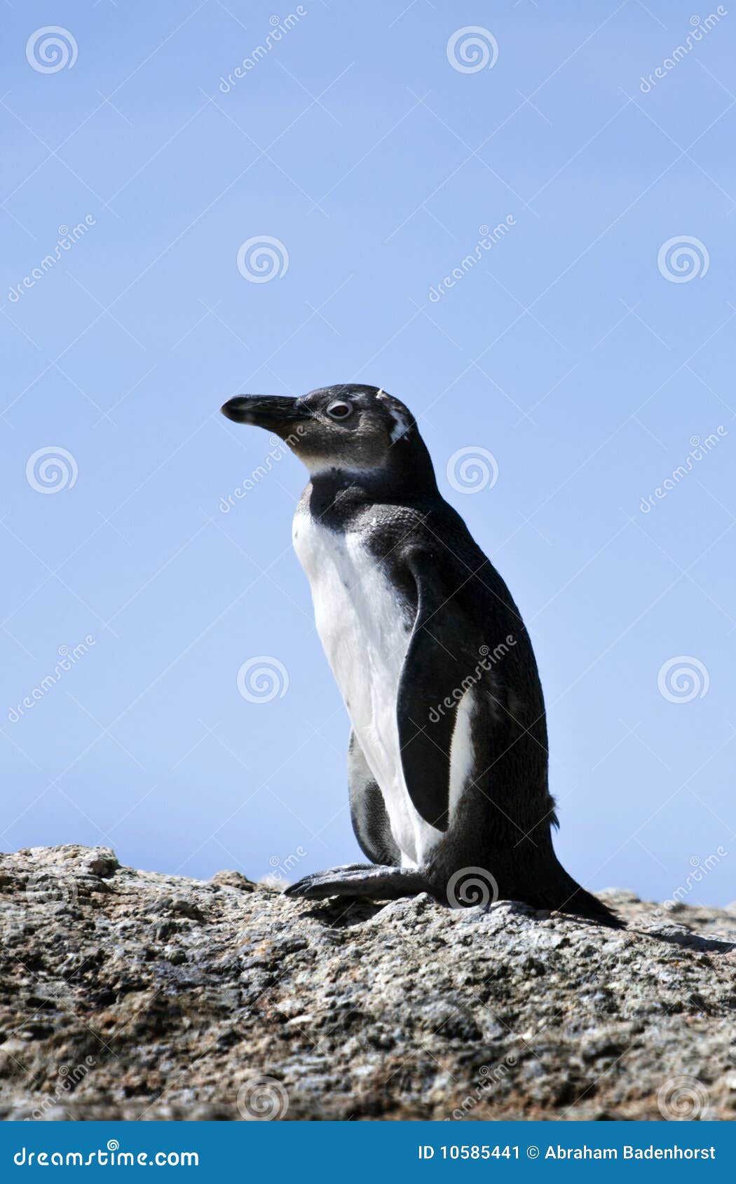Juvenile African Penguin stock image. Image of atlantic - 10585441