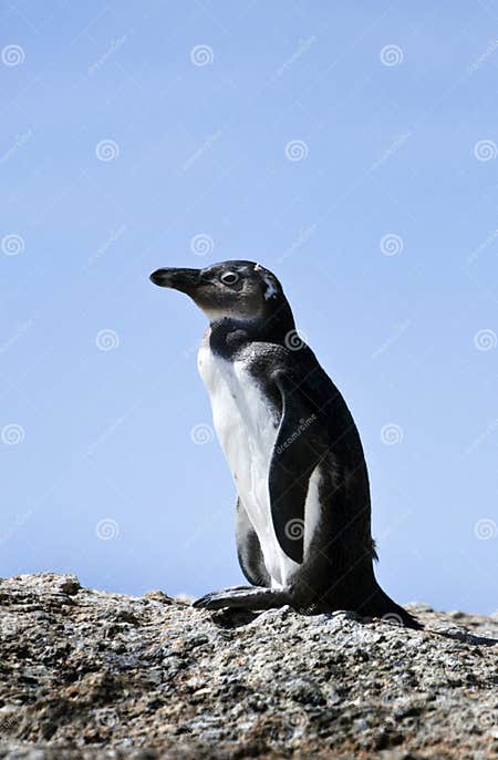 Juvenile African Penguin stock image. Image of atlantic - 10585441