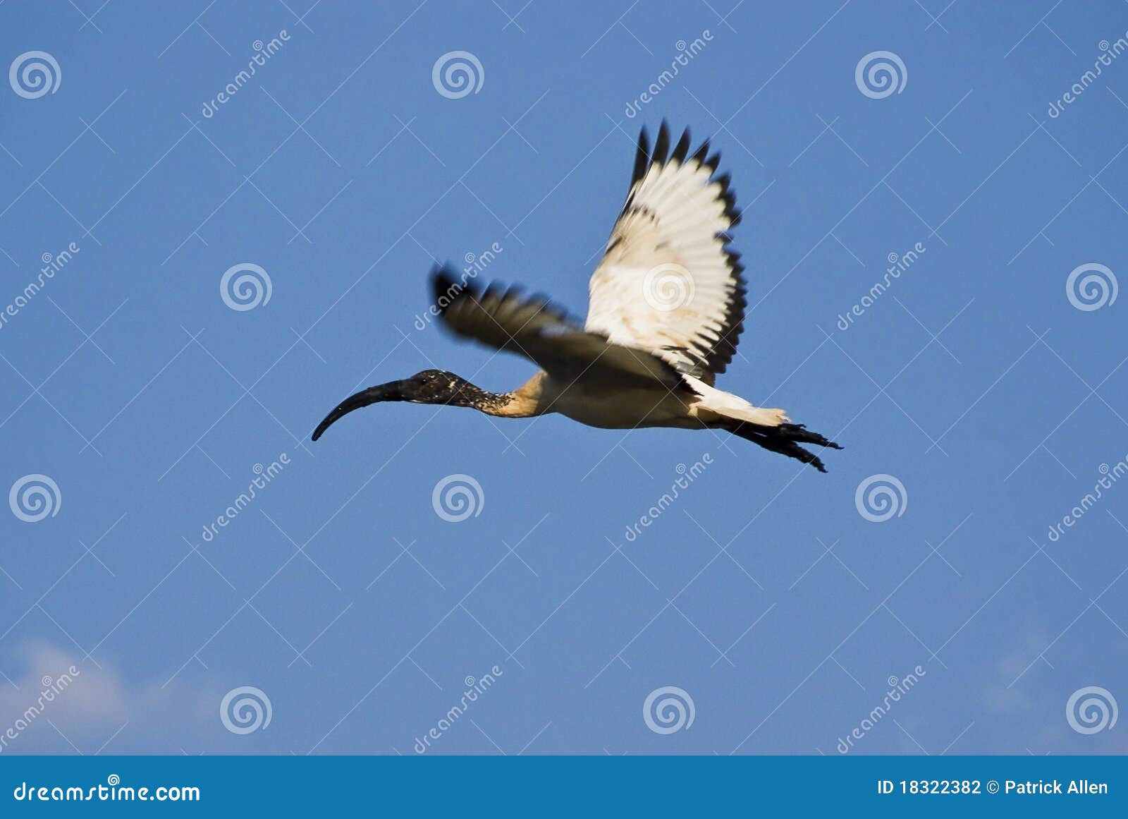 Juvenile African Sacred Ibis in Flight Stock Photo - Image of mandible ...