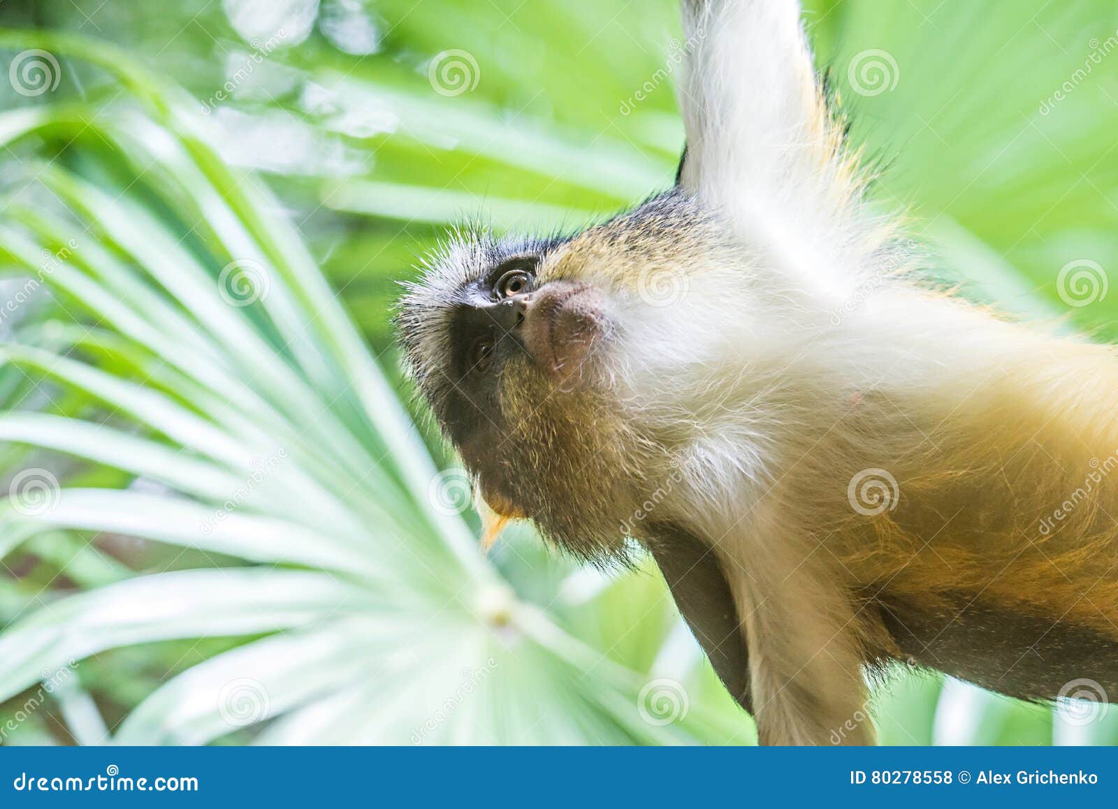 Juvenile African Vervet Monkey Chlorocebus Pygerythrus in Bamboo Stock ...