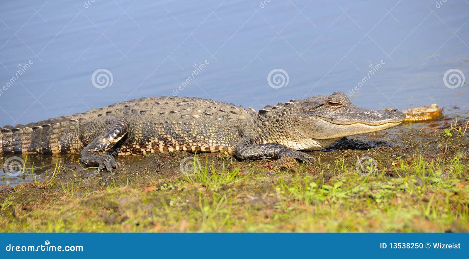 Juvenile Alligator Closeup stock photo. Image of florida - 13538250