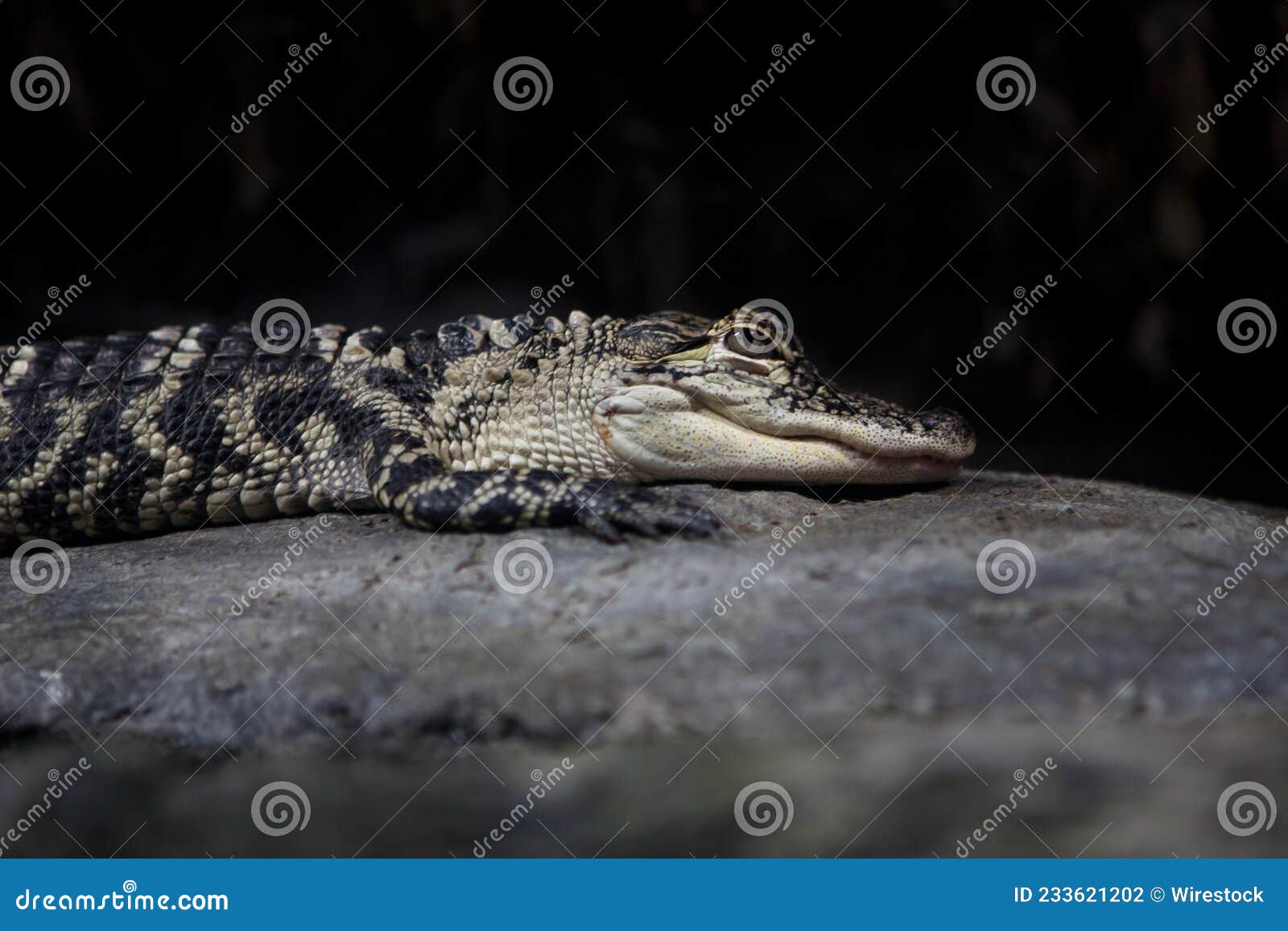 Juvenile Alligator Sitting on a Rock Stock Photo - Image of young ...