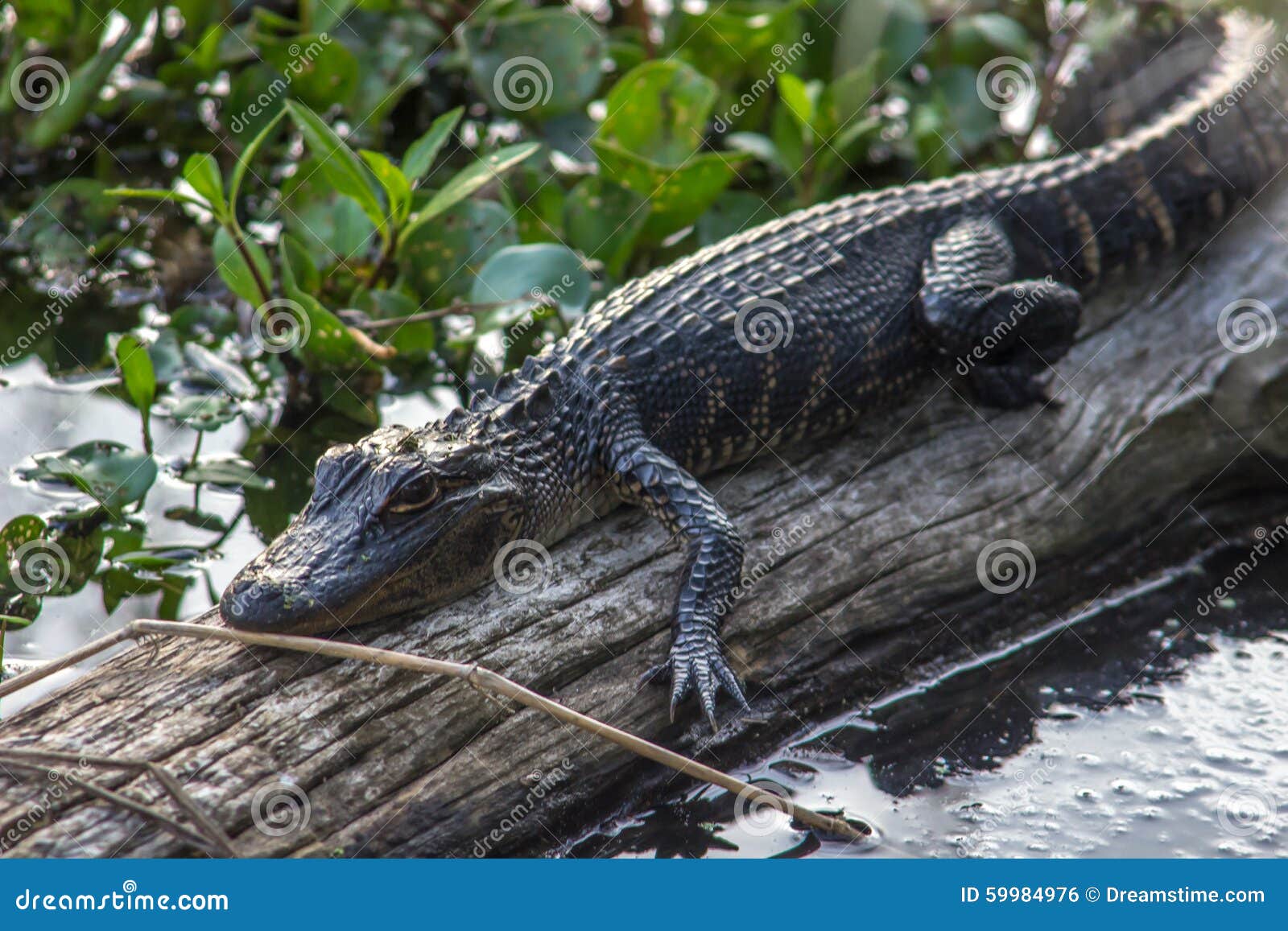 Juvenile Alligator in the Sun Stock Photo - Image of creek, resting ...