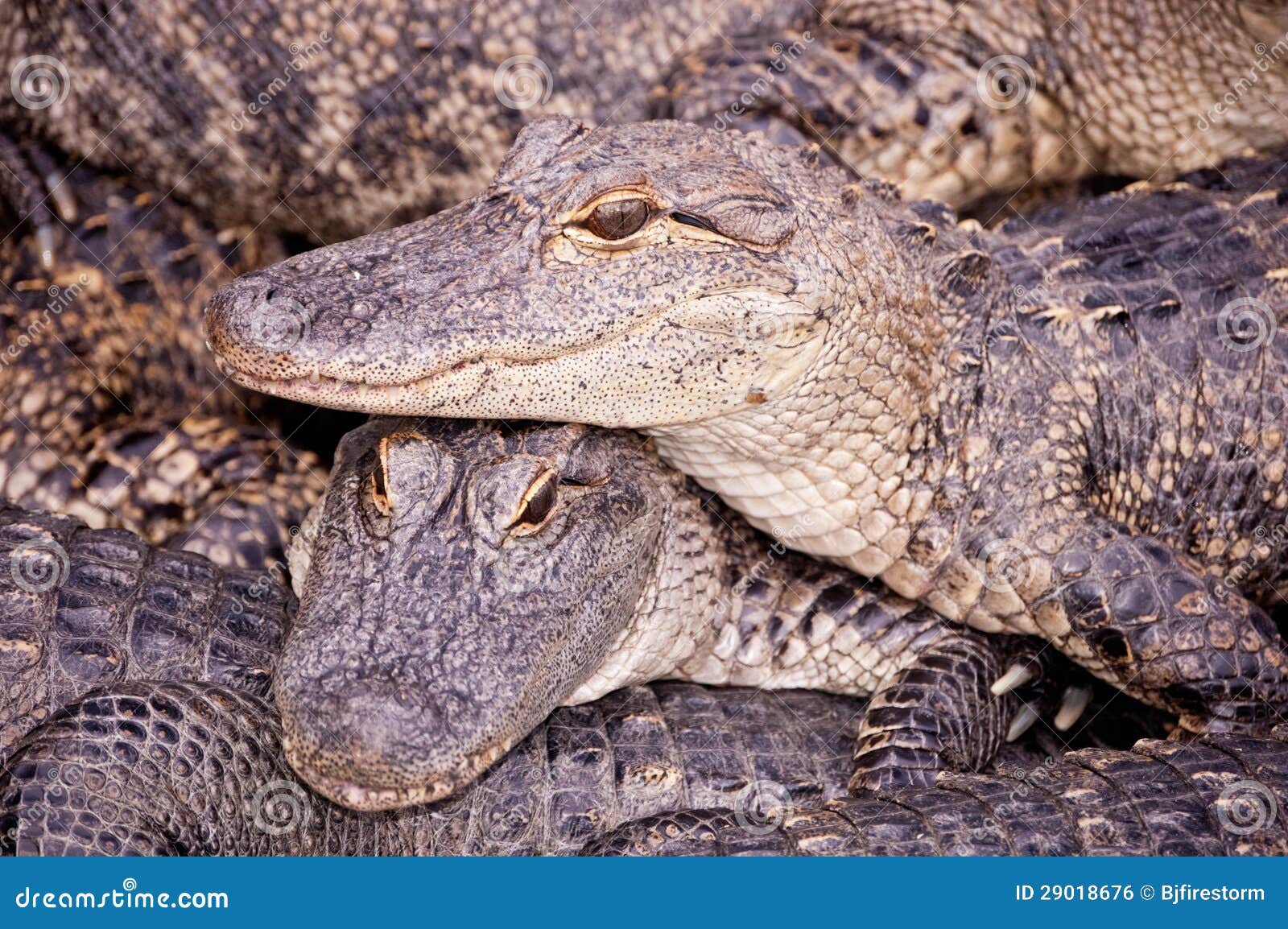 Juvenile alligators stock photo. Image of animal, wild - 29018676