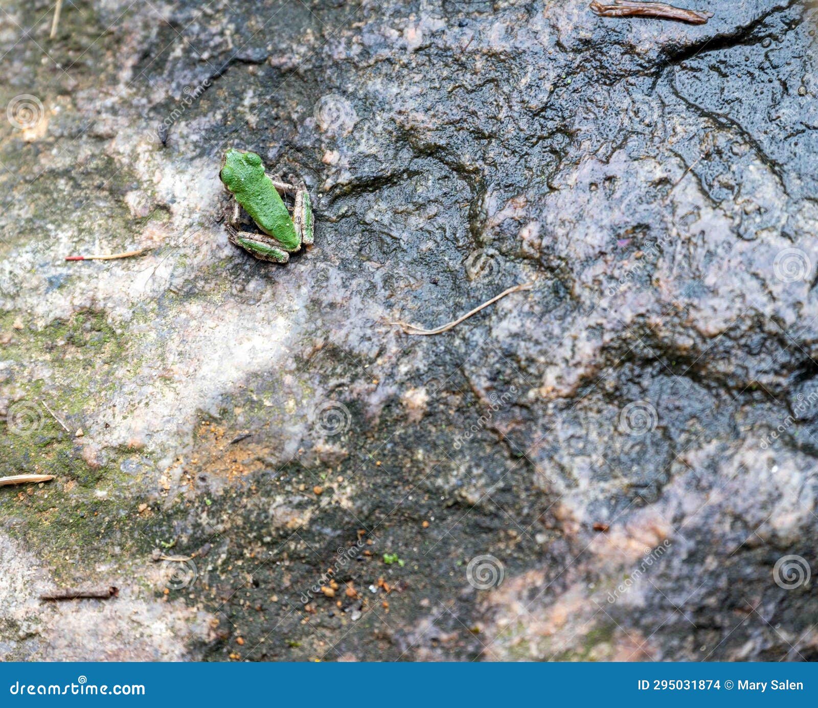 Juvenile American Toad on a Textured Rock High Angle Rear View Stock ...
