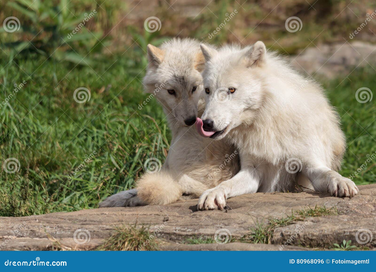 Wolf Mother With Pup Stock Photo | CartoonDealer.com #11779008