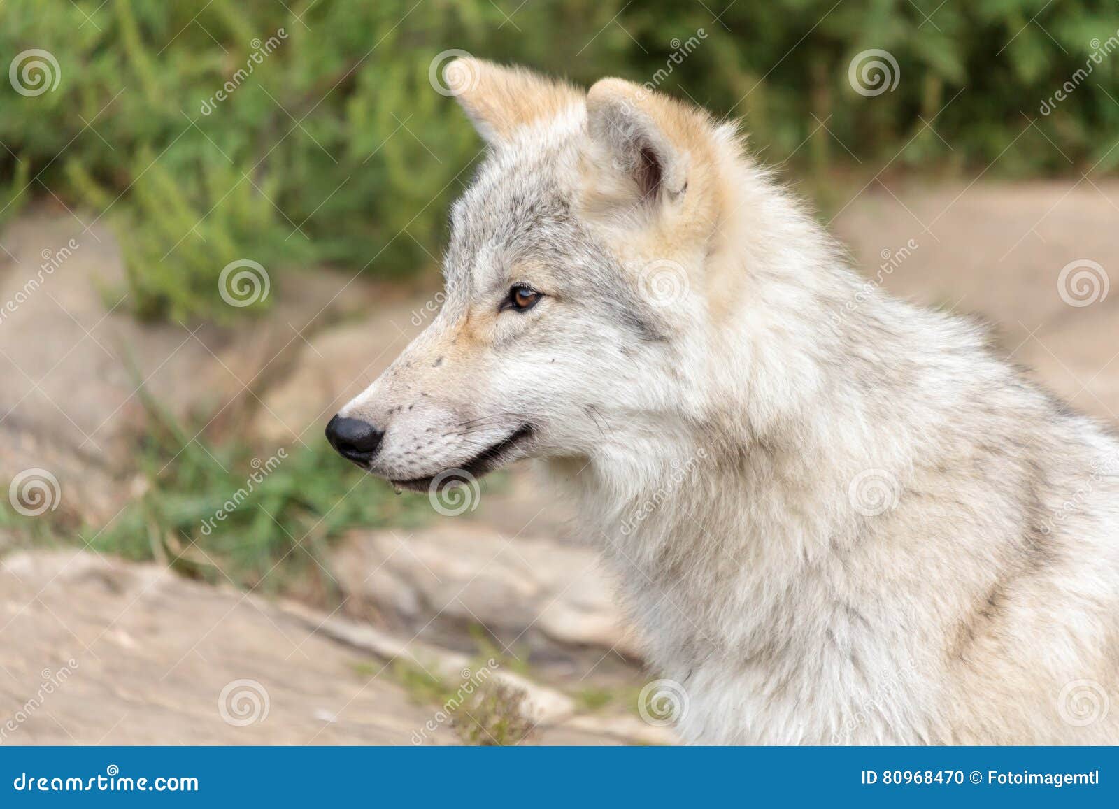 Juvenile arctic wolf stock photo. Image of wolf, arctic - 80968470