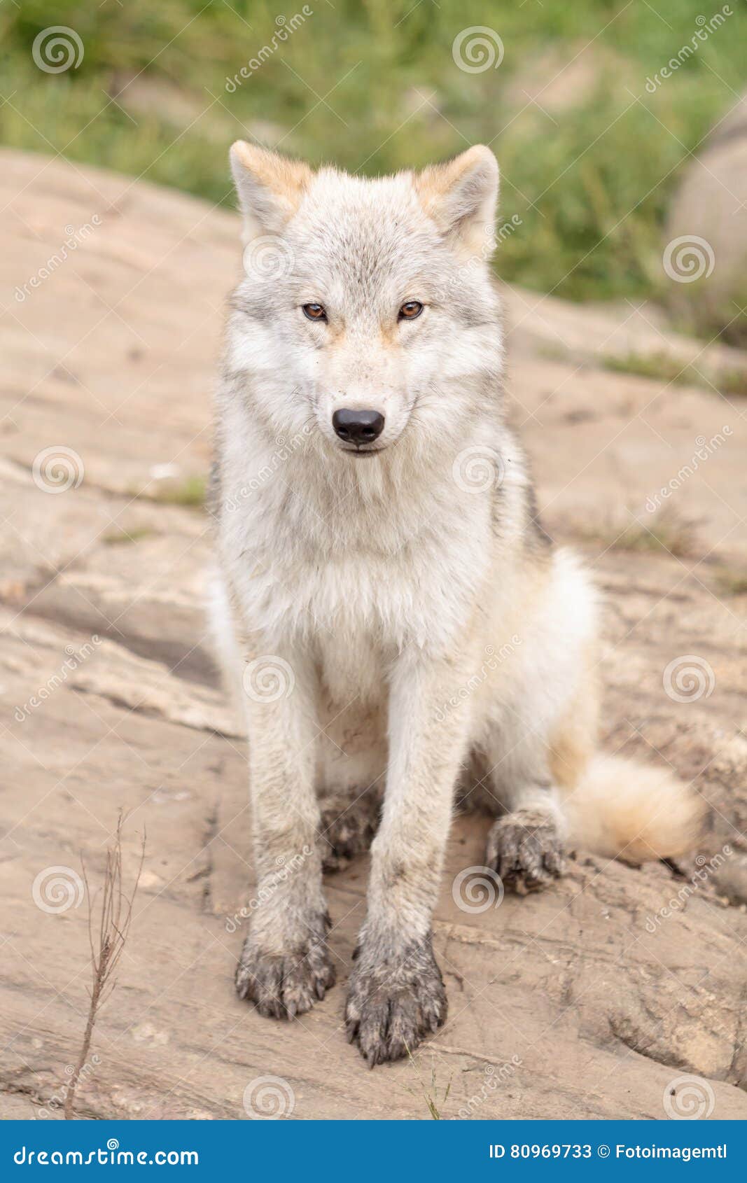 Juvenile arctic wolf stock image. Image of wolf, nature - 80969733