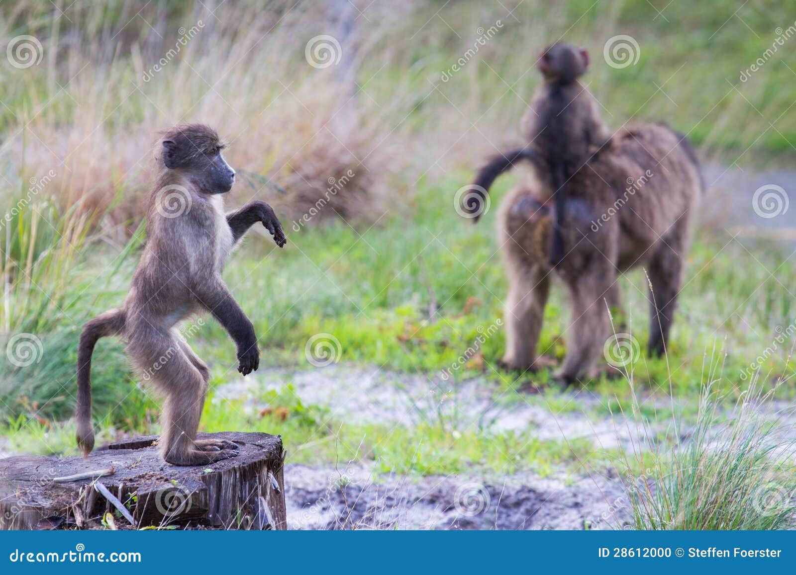Juvenile Baboon Standing Upright Stock Photo - Image of fynbos ...
