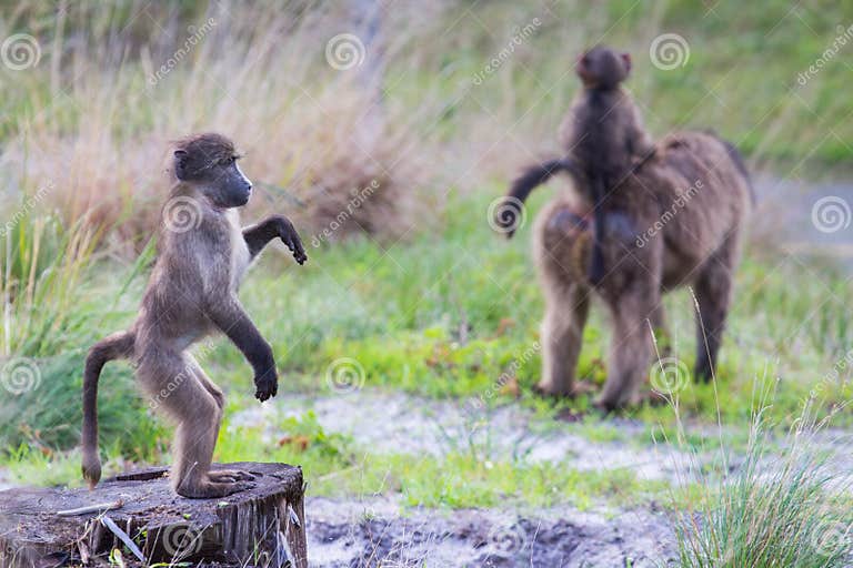 Juvenile Baboon Standing Upright Stock Photo - Image of fynbos ...