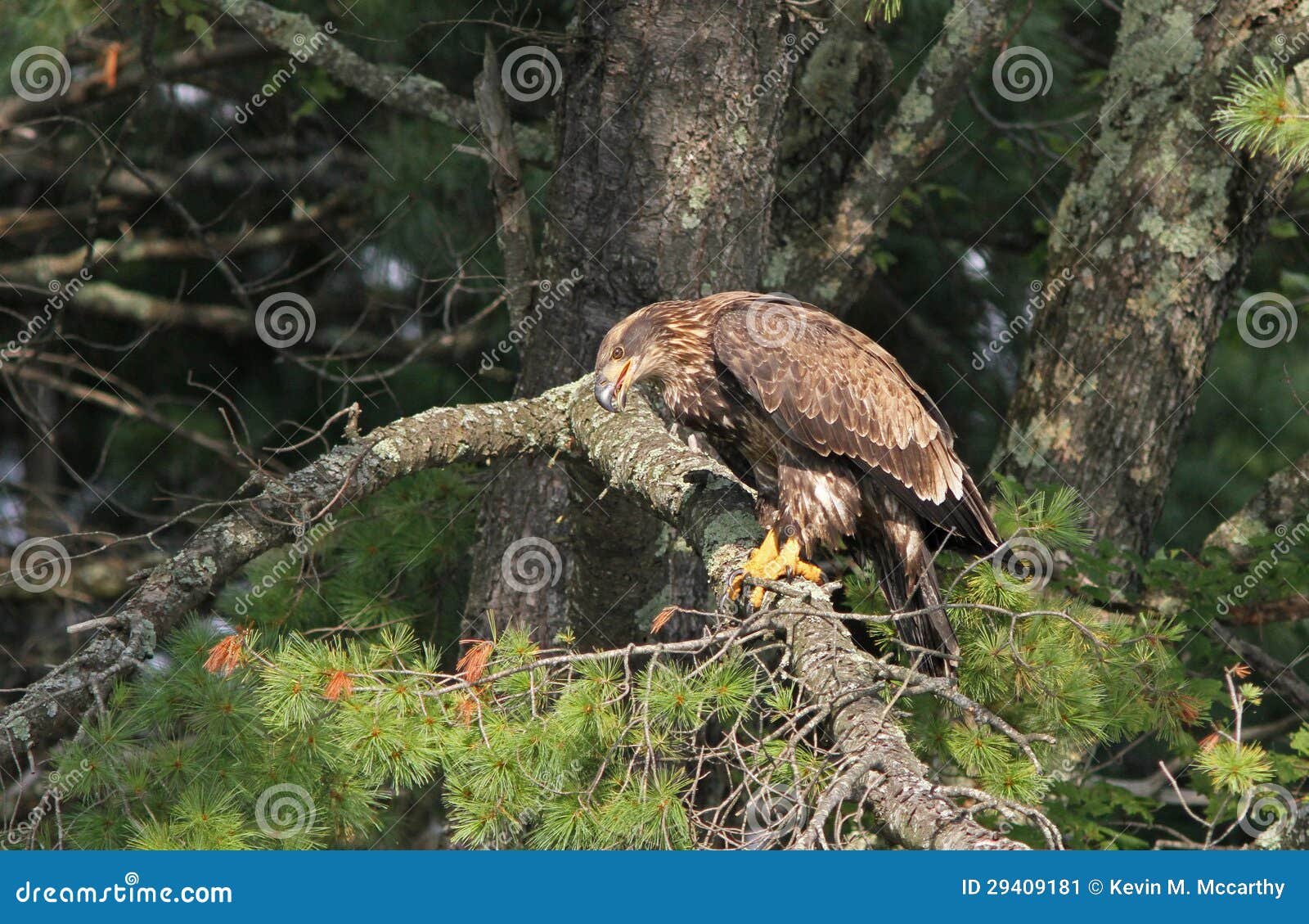 Adolescent Bald Eagle Royalty-Free Stock Photography | CartoonDealer ...