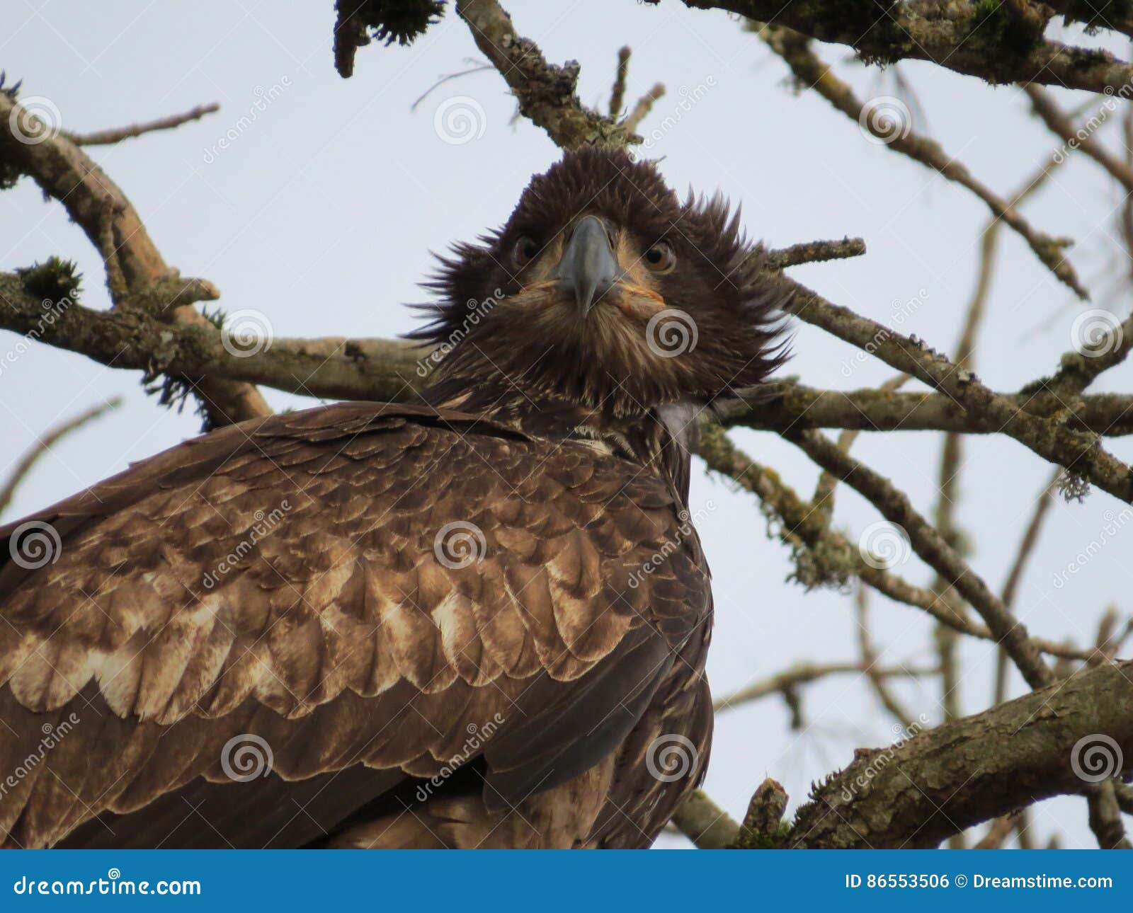 Juvenile Bald Eagle stock photo. Image of displays, climate - 86553506