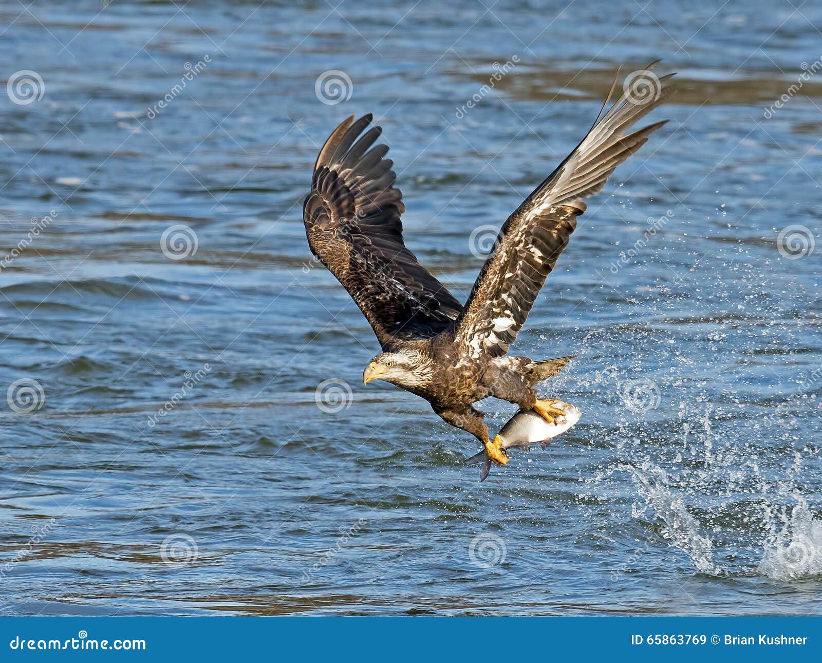 Juvenile Bald Eagle with Fish Stock Image - Image of talons, landing ...