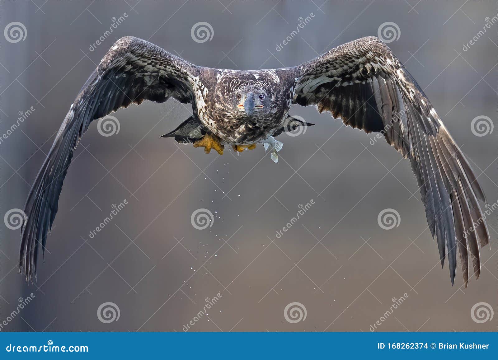 Juvenile Bald Eagle with Fish Stock Photo - Image of juvenile, american ...