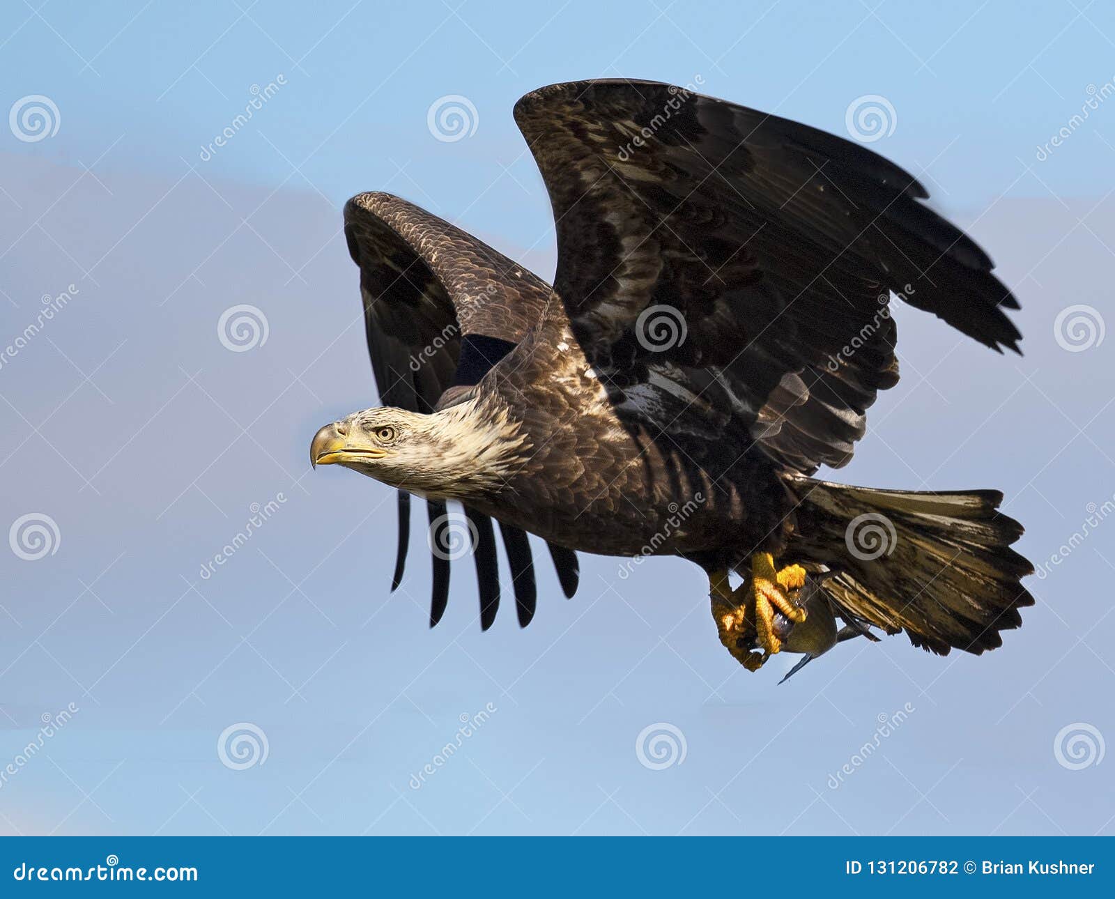 Juvenile Bald Eagle in Flight with Fish Stock Photo - Image of white ...