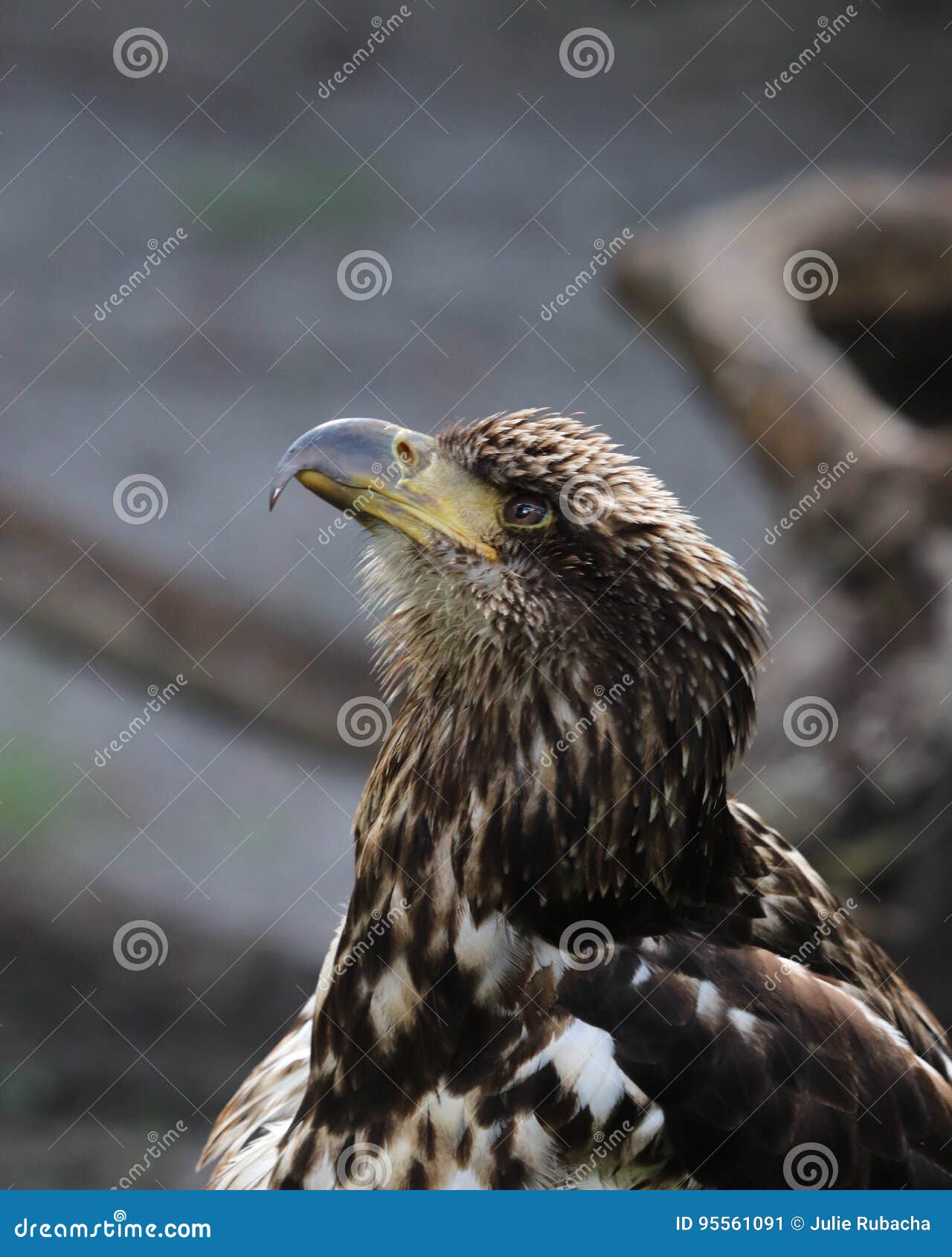 Juvenile Bald Eagle stock image. Image of immature, looking - 95561091