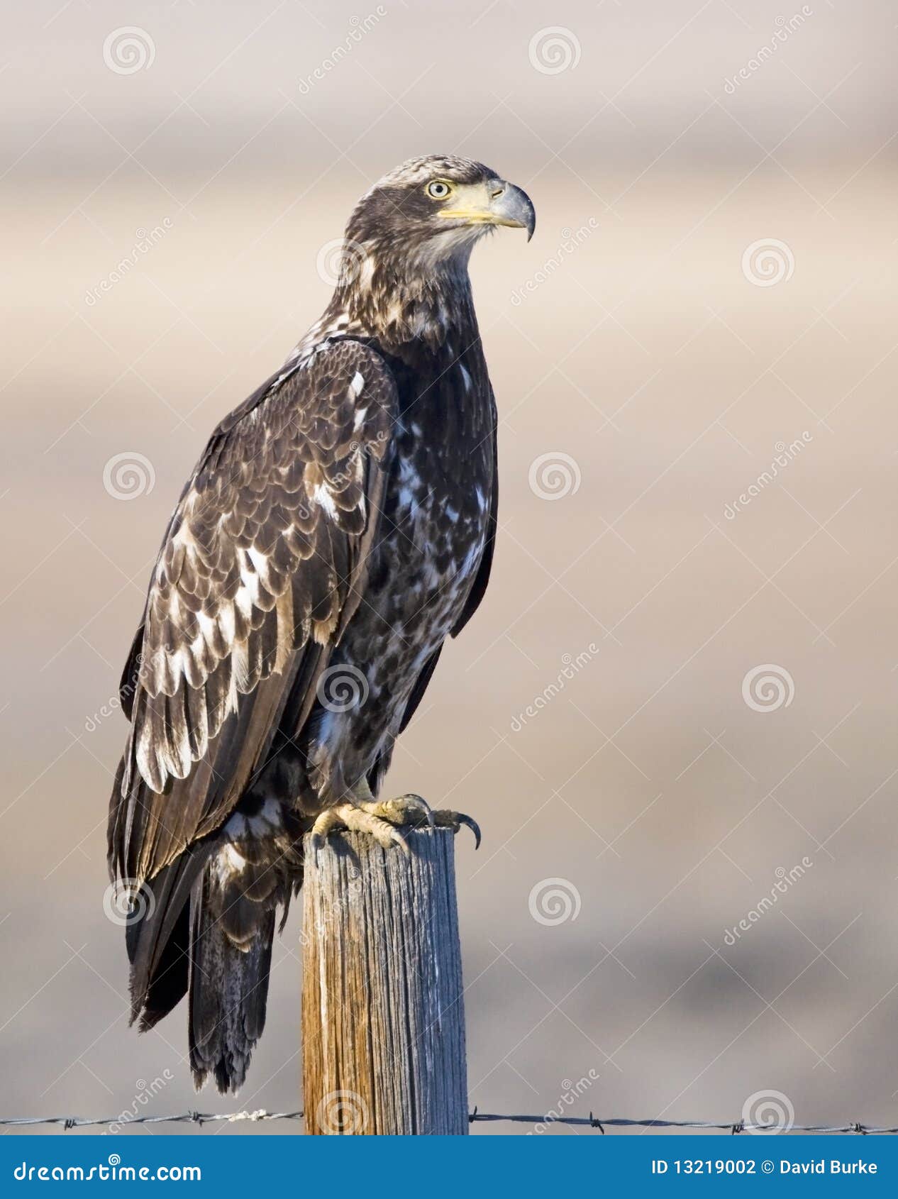 Juvenile Bald Eagle Immature Old Fence Post Stock Photo - Image of ...