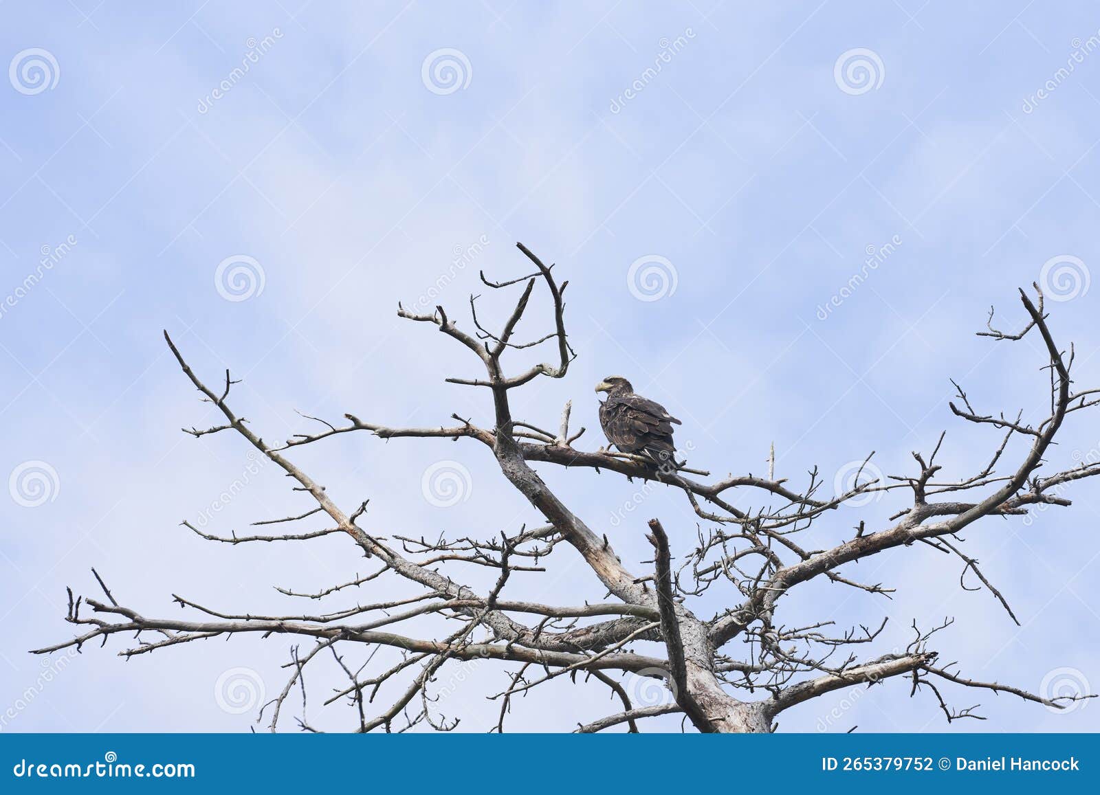 Juvenile Bald Eagle on a Branch Stock Photo - Image of sunny, animal ...